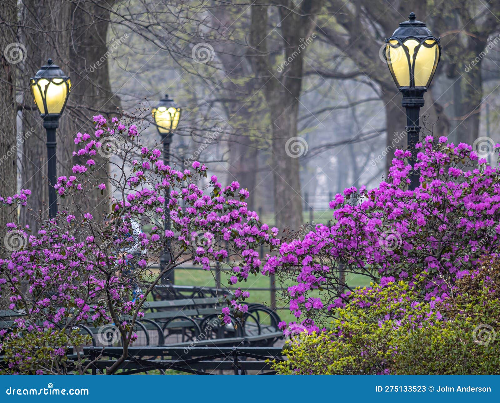 Central Park in spring stock image. Image of garden - 275133523
