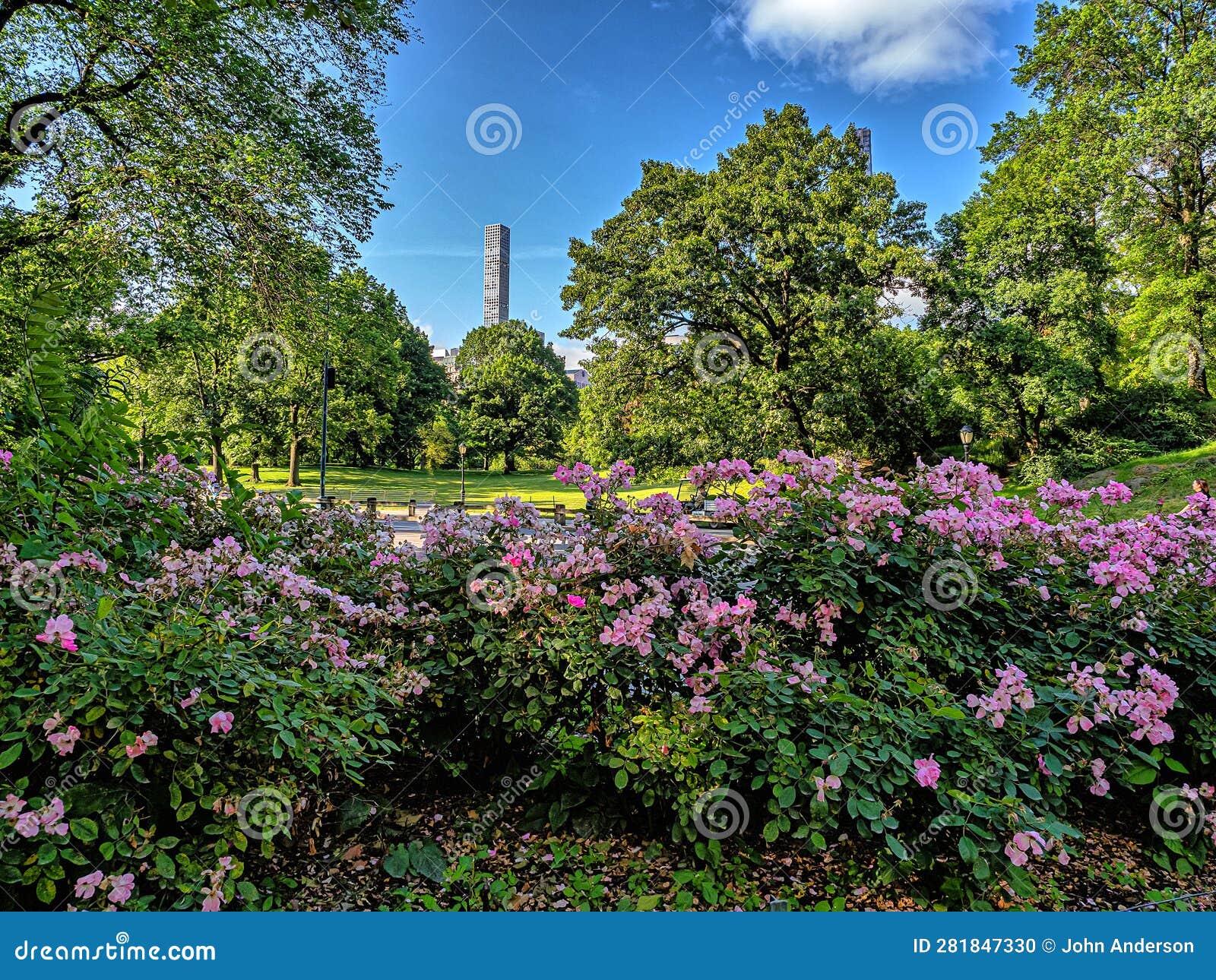 Central Park in spring stock photo. Image of spring - 281847330
