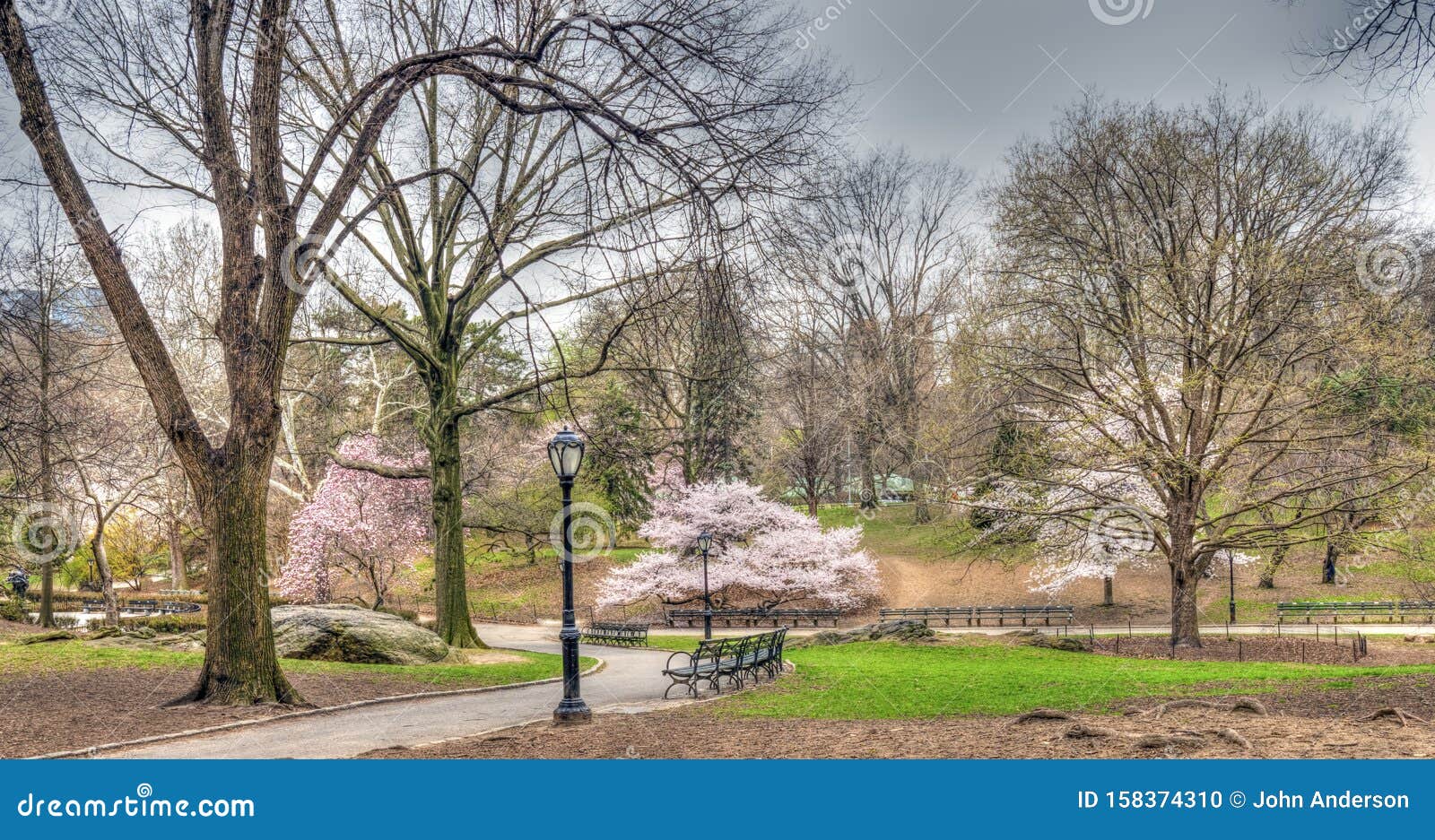 Central Park in spring stock photo. Image of floral - 158374310
