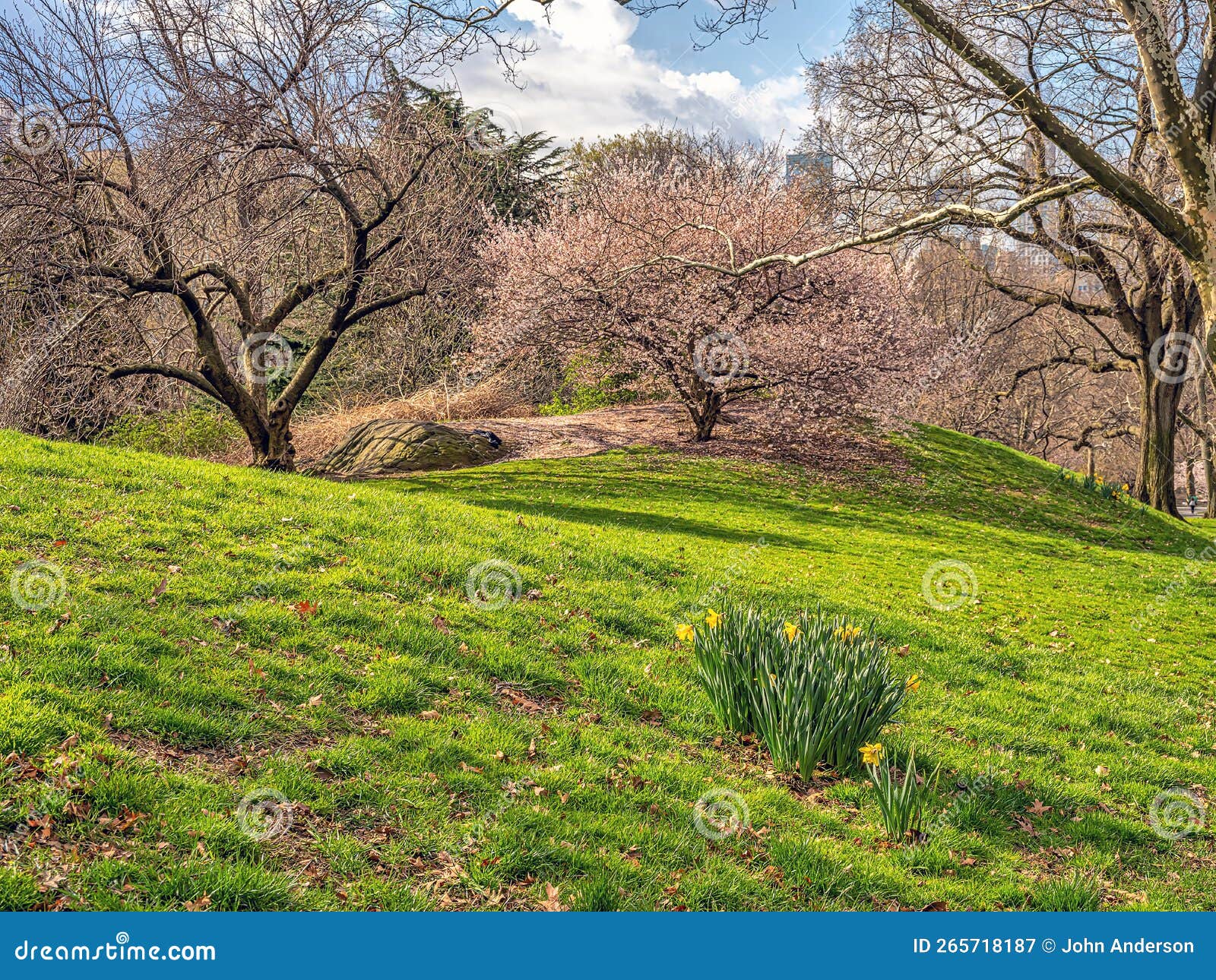 Central Park in spring stock image. Image of green, season - 265718187