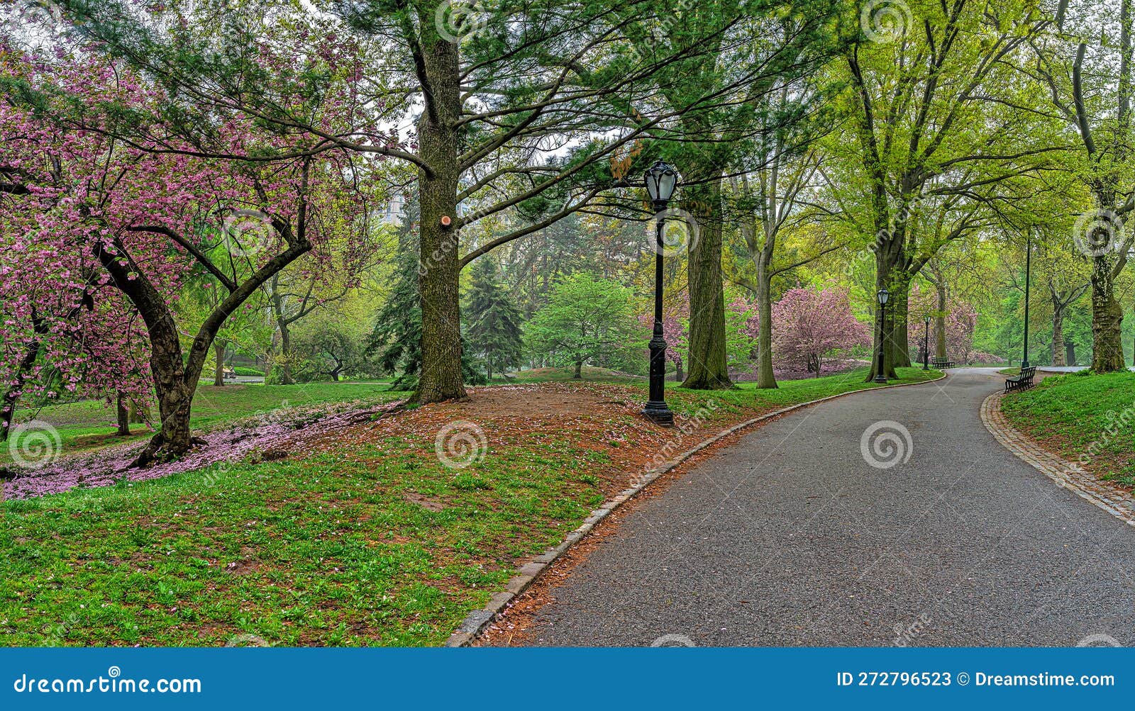 Central Park in spring stock image. Image of serrulata - 272796523