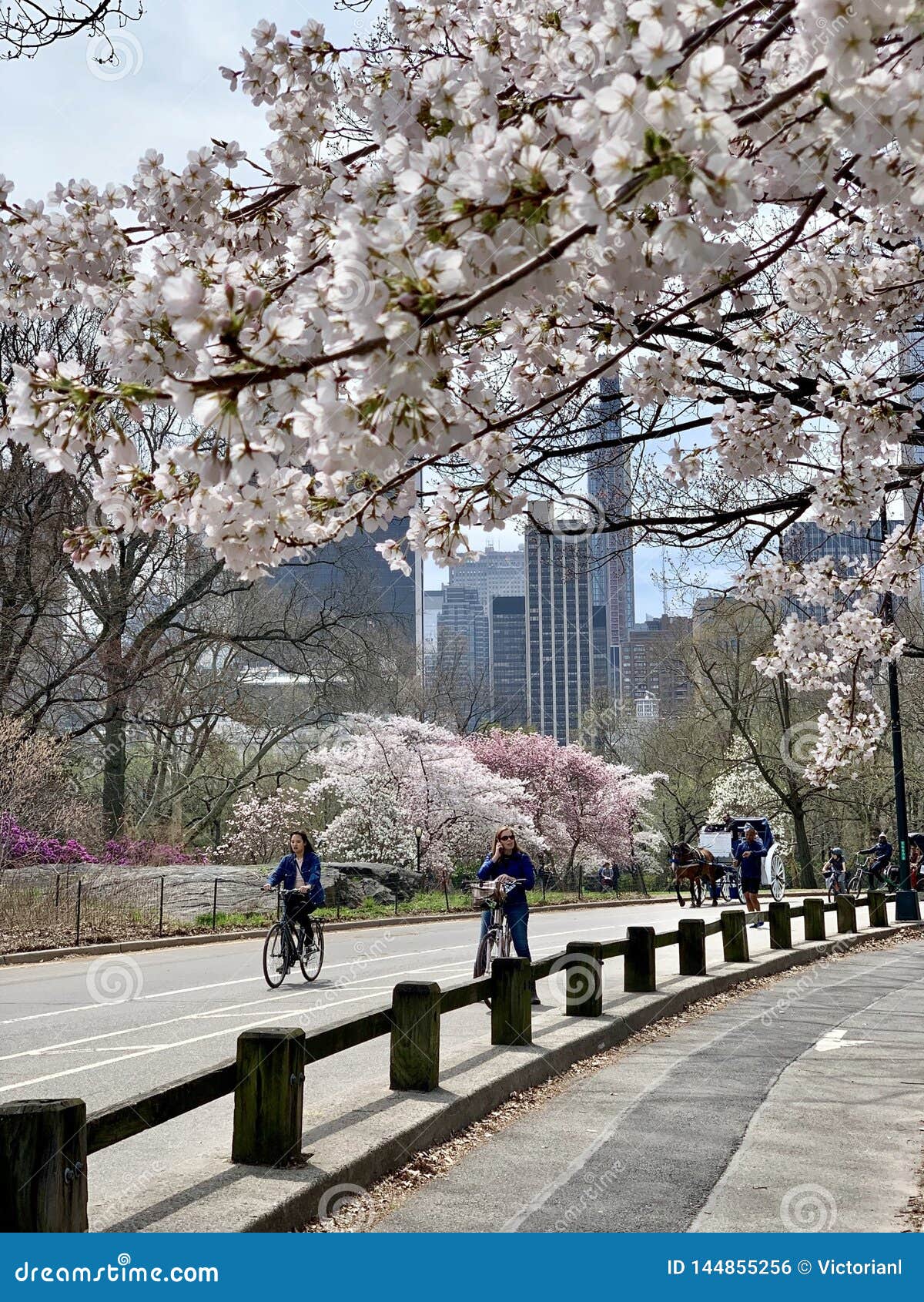 Central Park in the Spring, New York City, USA. Editorial Photo - Image ...