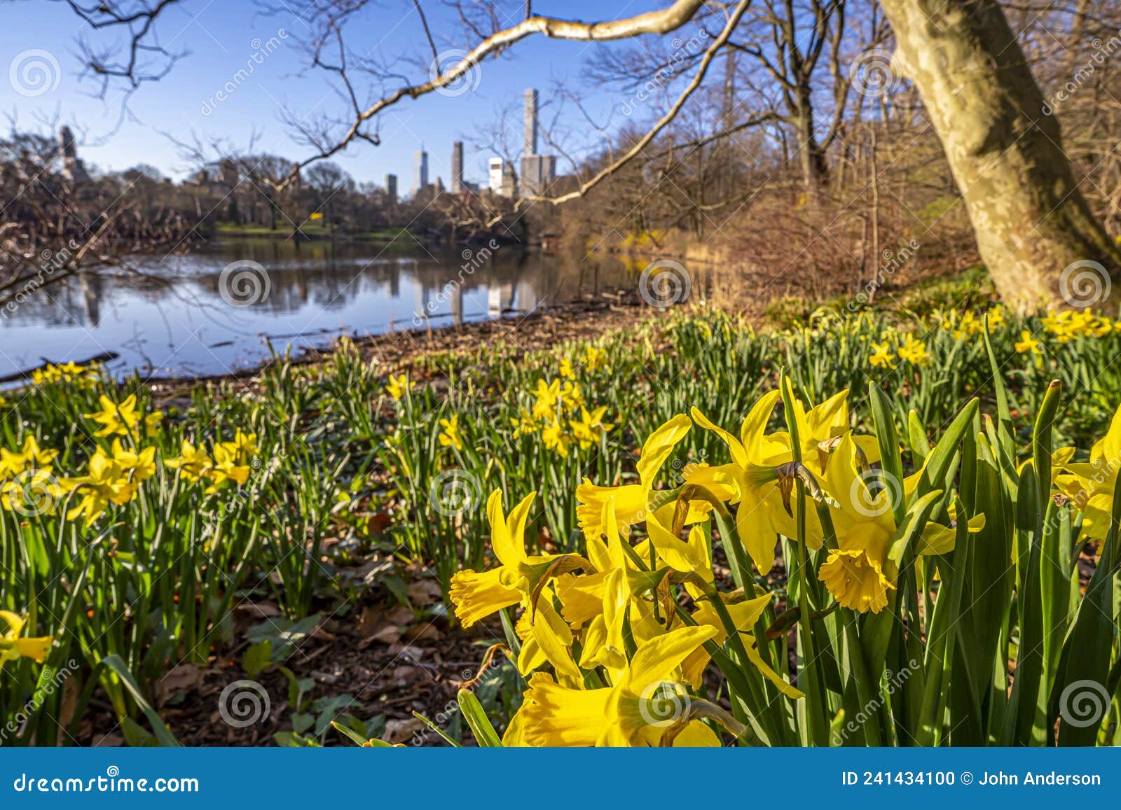 Central Park in spring stock photo. Image of garden - 241434100