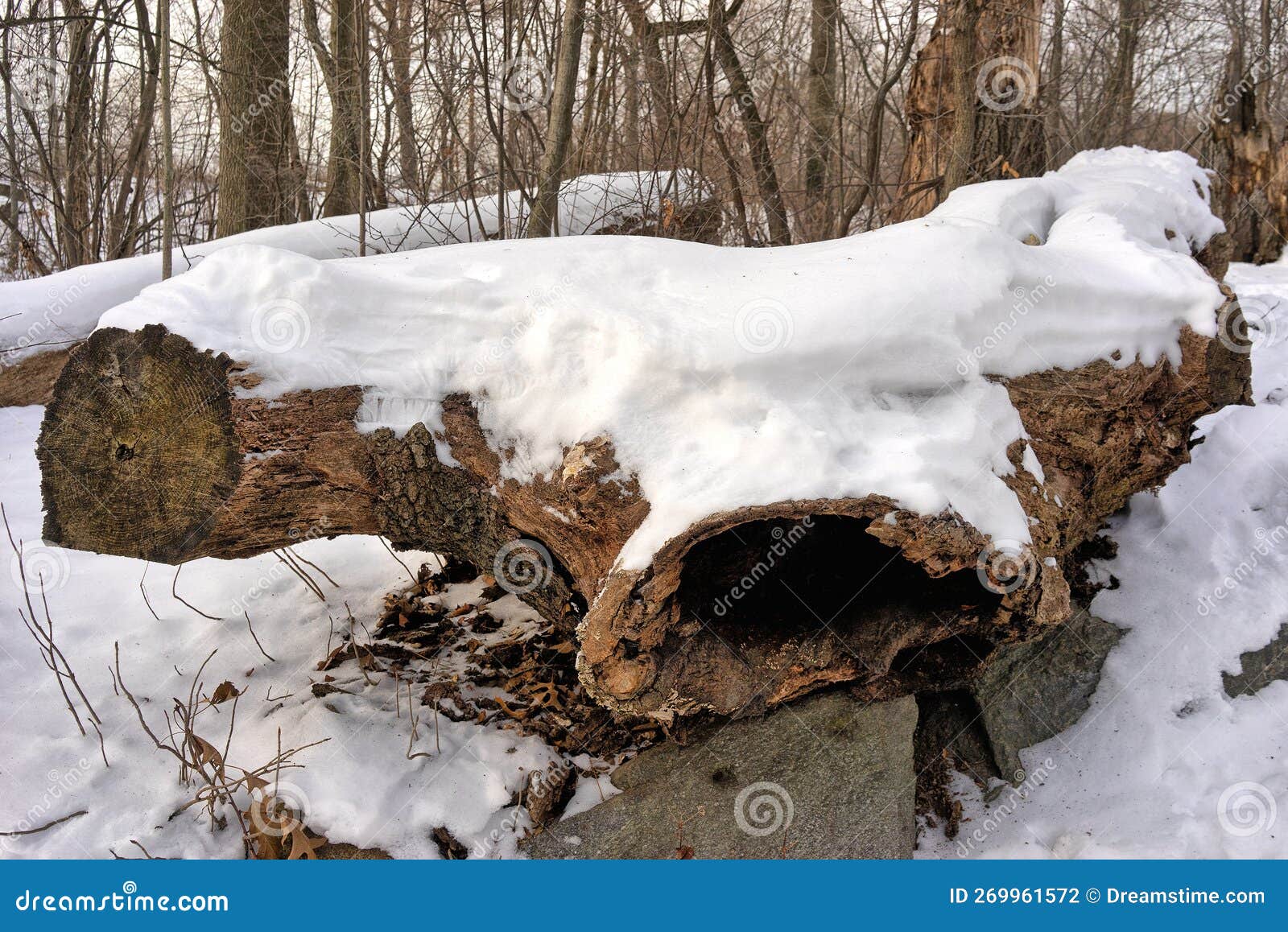 Central Park in Winter , Log with Snow Stock Photo - Image of tourism ...