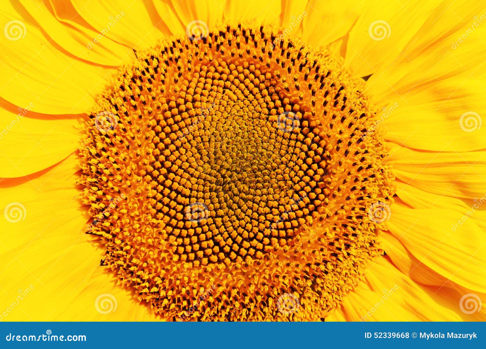 Central part of sunflower stock photo. Image of botany - 52339668