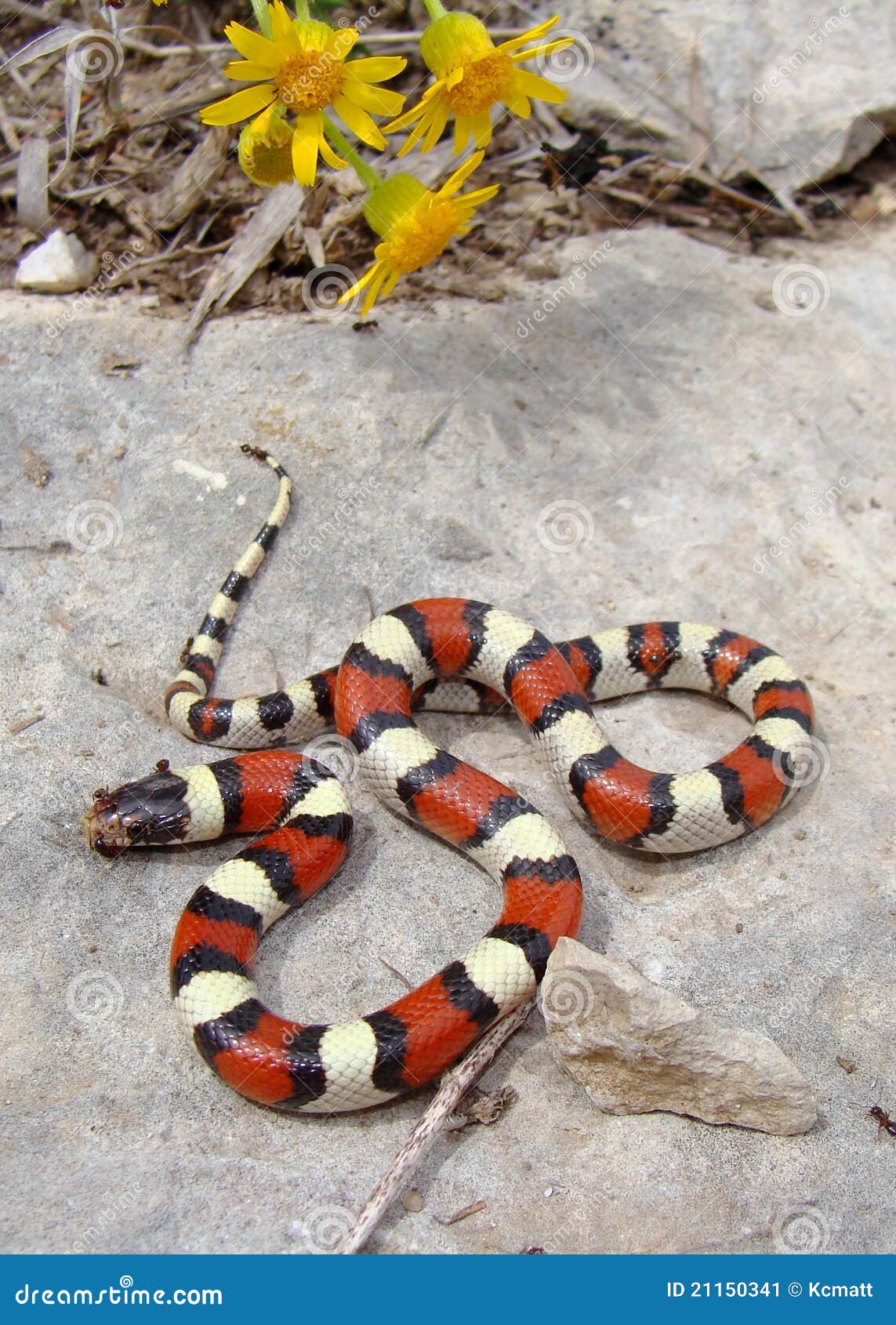 Central Plains Milk Snake and Yellow Flowers Stock Image - Image of ...