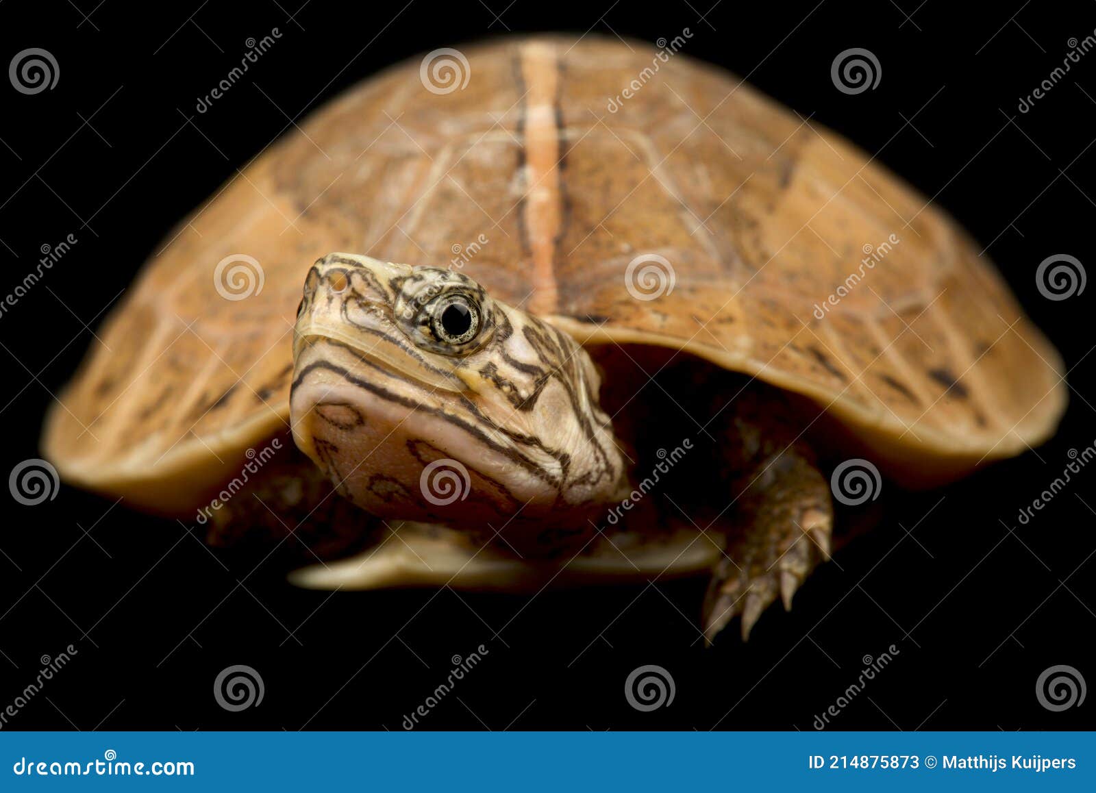 Central Vietnamese Flowerback Box Turtle Cuora Bourreti Stock Image ...