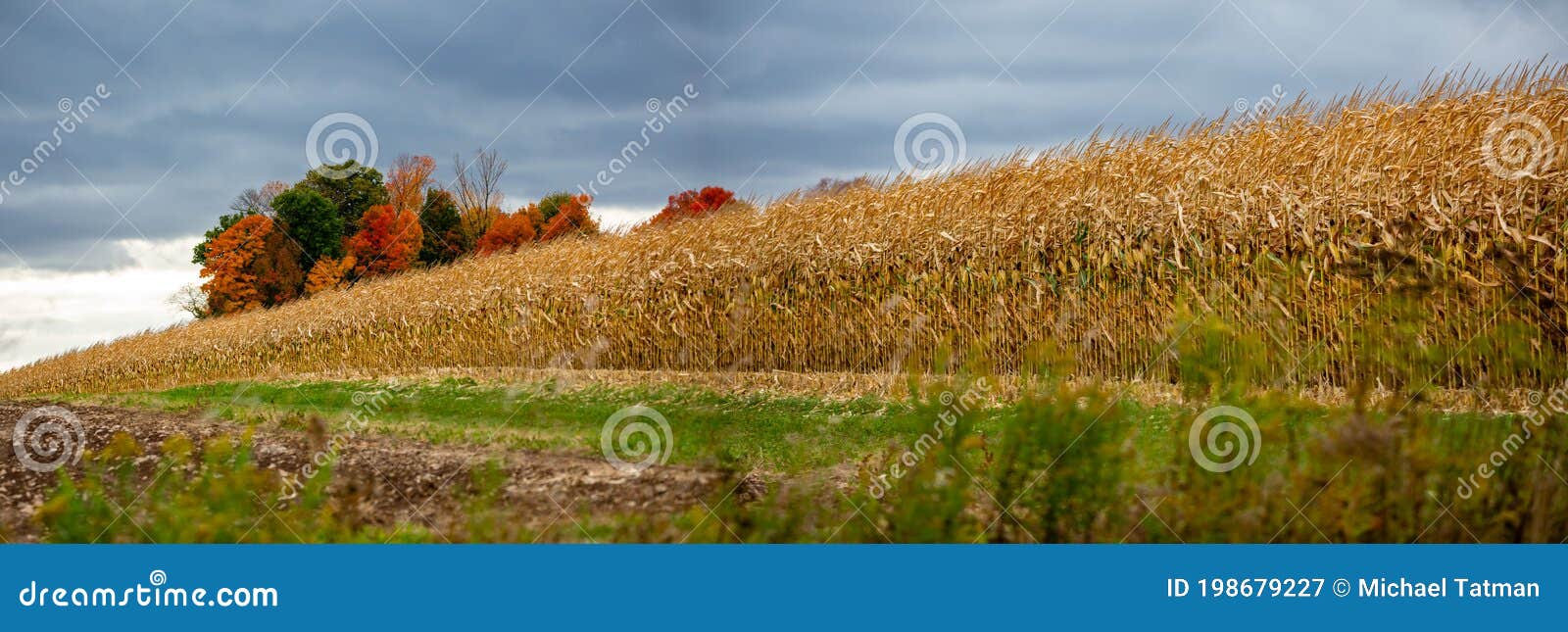Central Wisconsin Corn Crop that is Ready for Harvest in October Stock ...