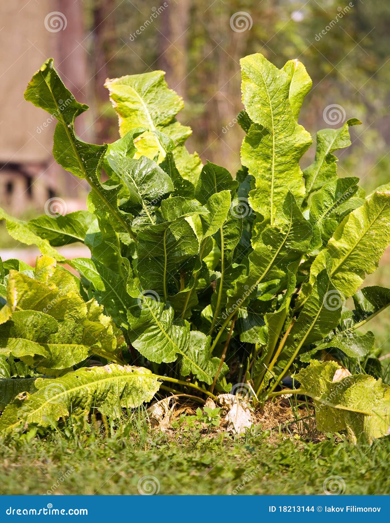 Centrale De Raifort Sauvage Photo stock - Image du ferme, fermer: 18213144