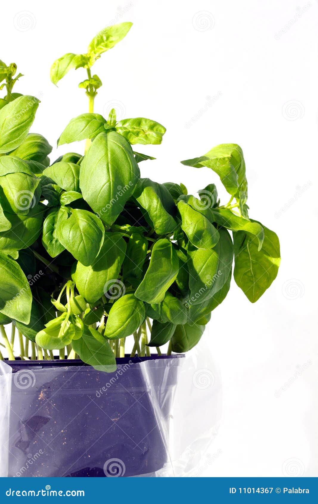 Centrale Fraîche De Basilic Image stock - Image du épice, basilic: 11014367