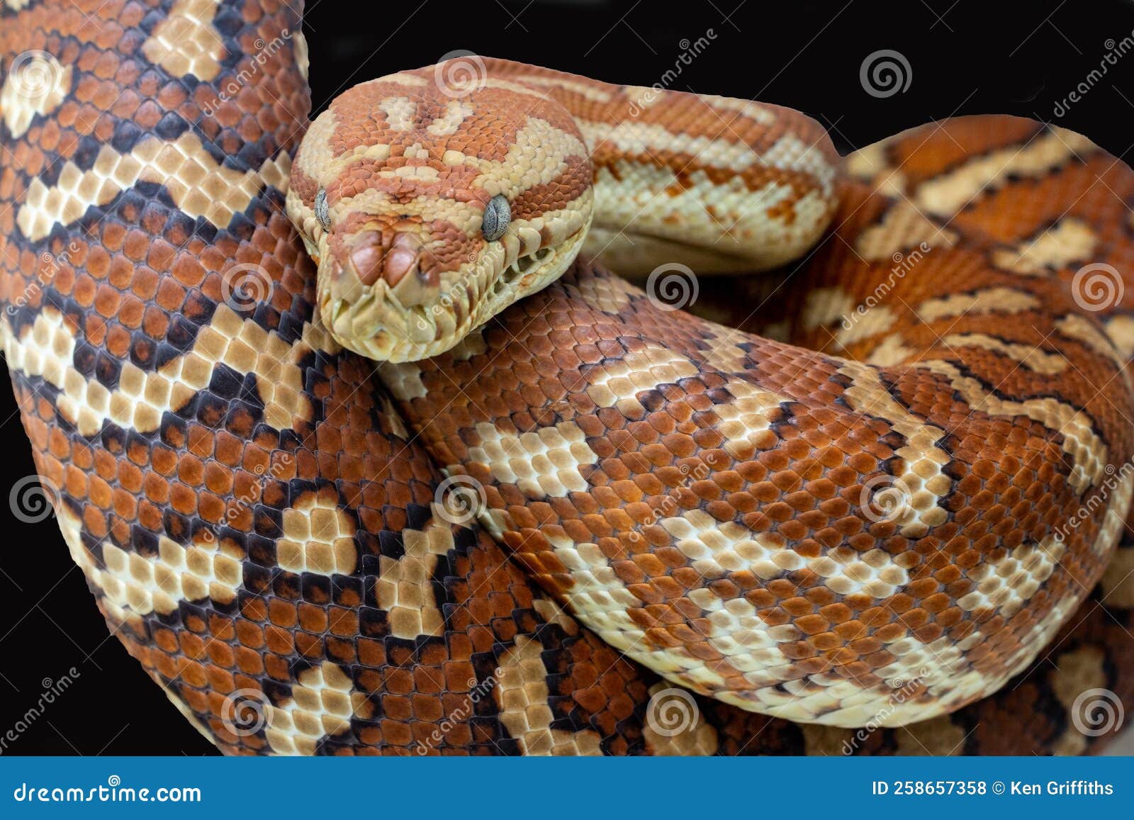 Bredls Python Stock Photos - Free & Royalty-Free Stock Photos from ...