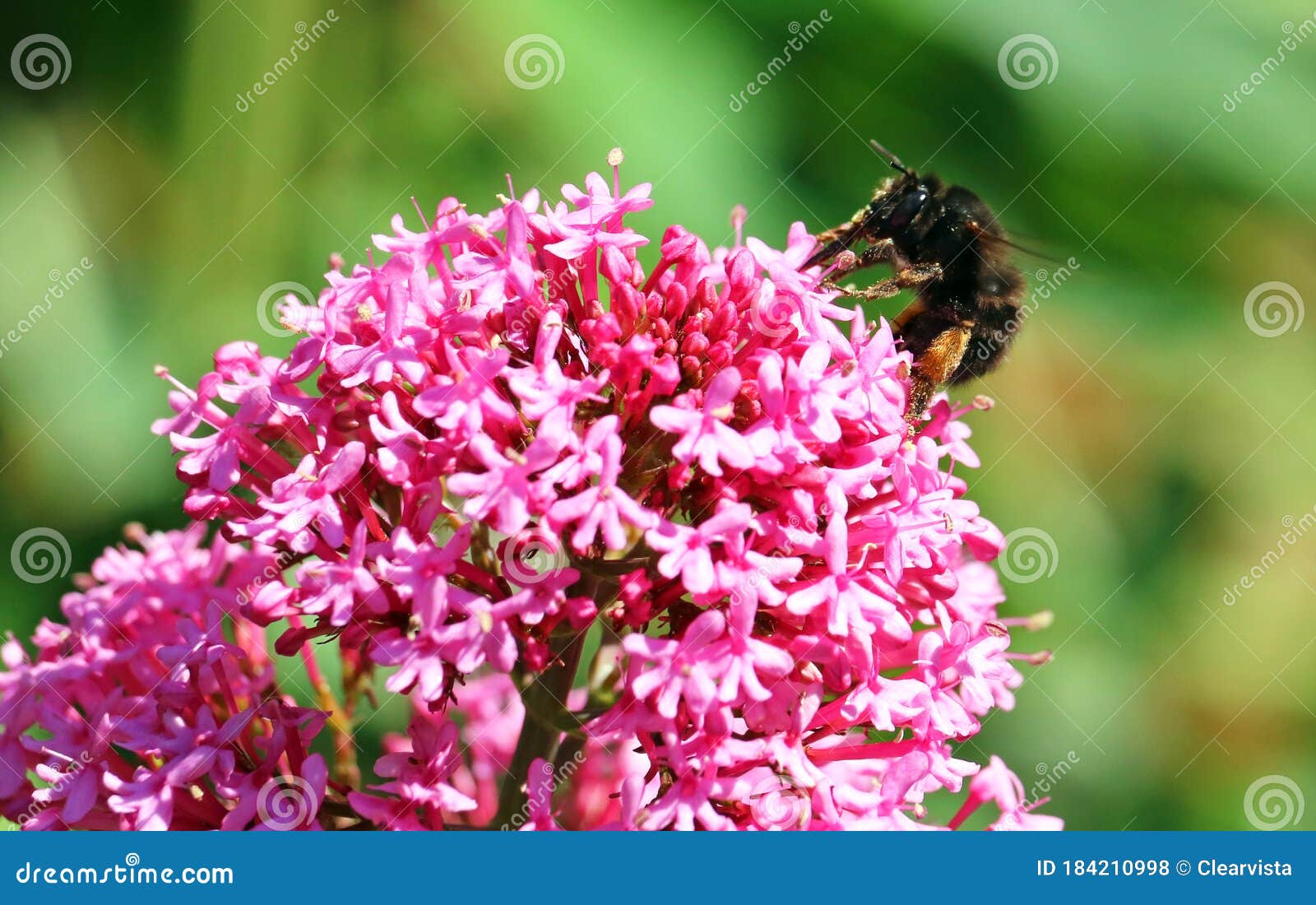 Centranthus Flower with Bee. Stock Photo - Image of probiscus, long ...