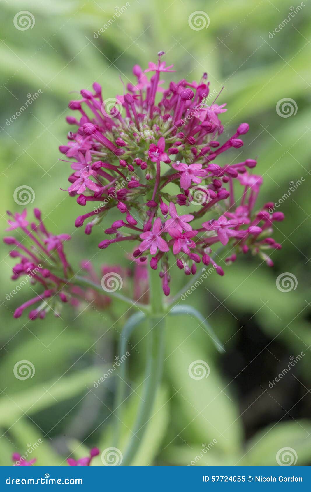 Centranthus - Jupiter S Beard Stock Image - Image of garden ...