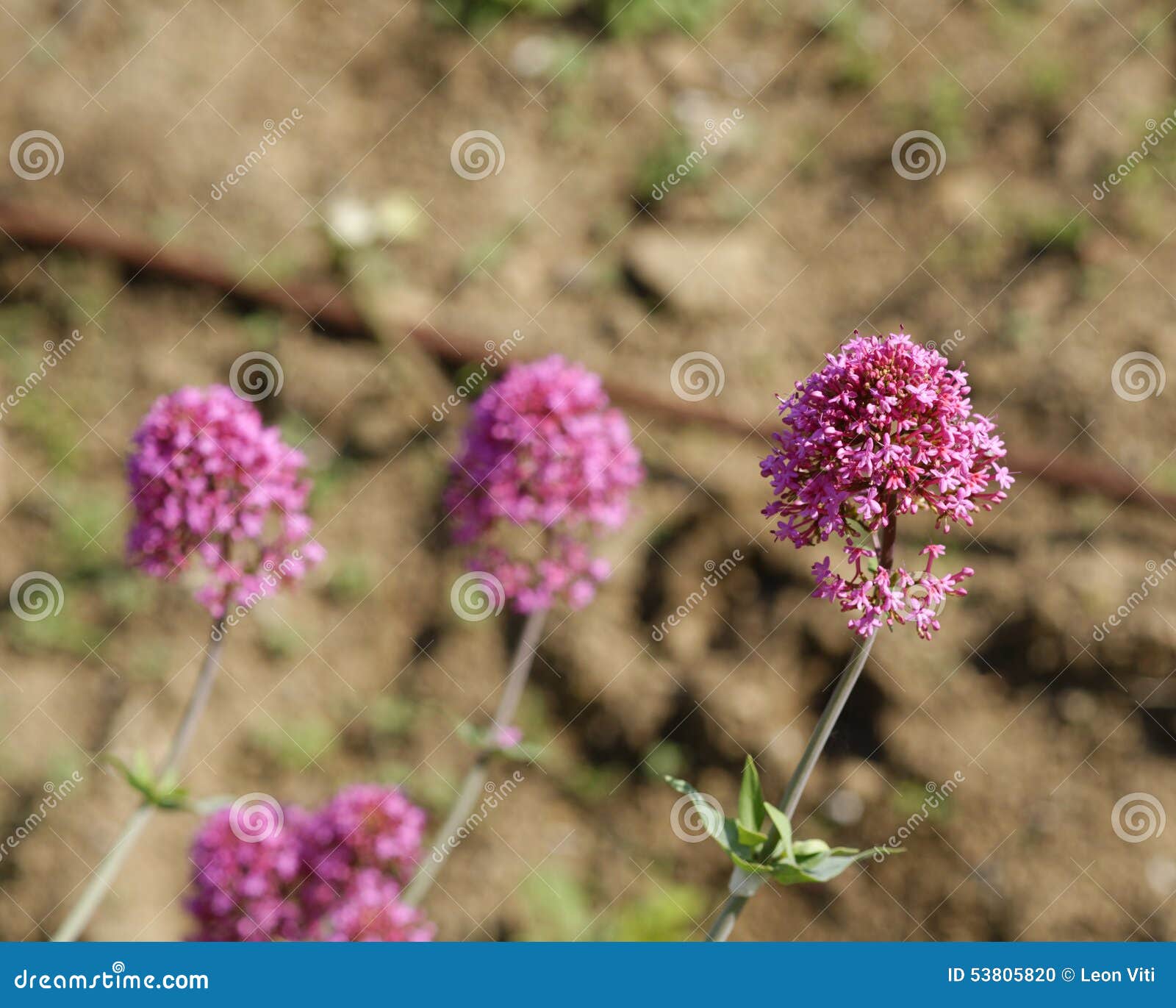 Centranthus stock photo. Image of centranthus, flower - 53805820
