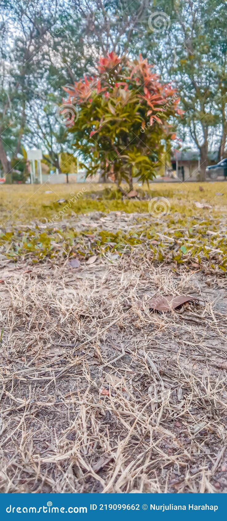 Centrarse En La Hierba Seca Foto de archivo - Imagen de hierba, yarda ...