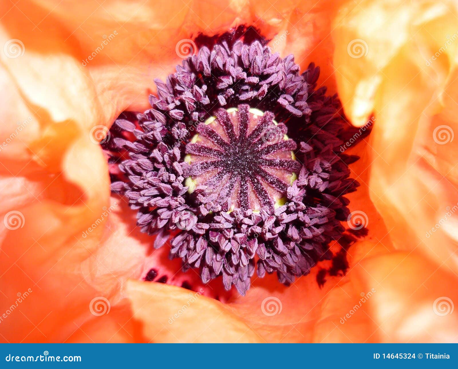 Centre of Poppy stock photo. Image of centre, blossoms - 14645324