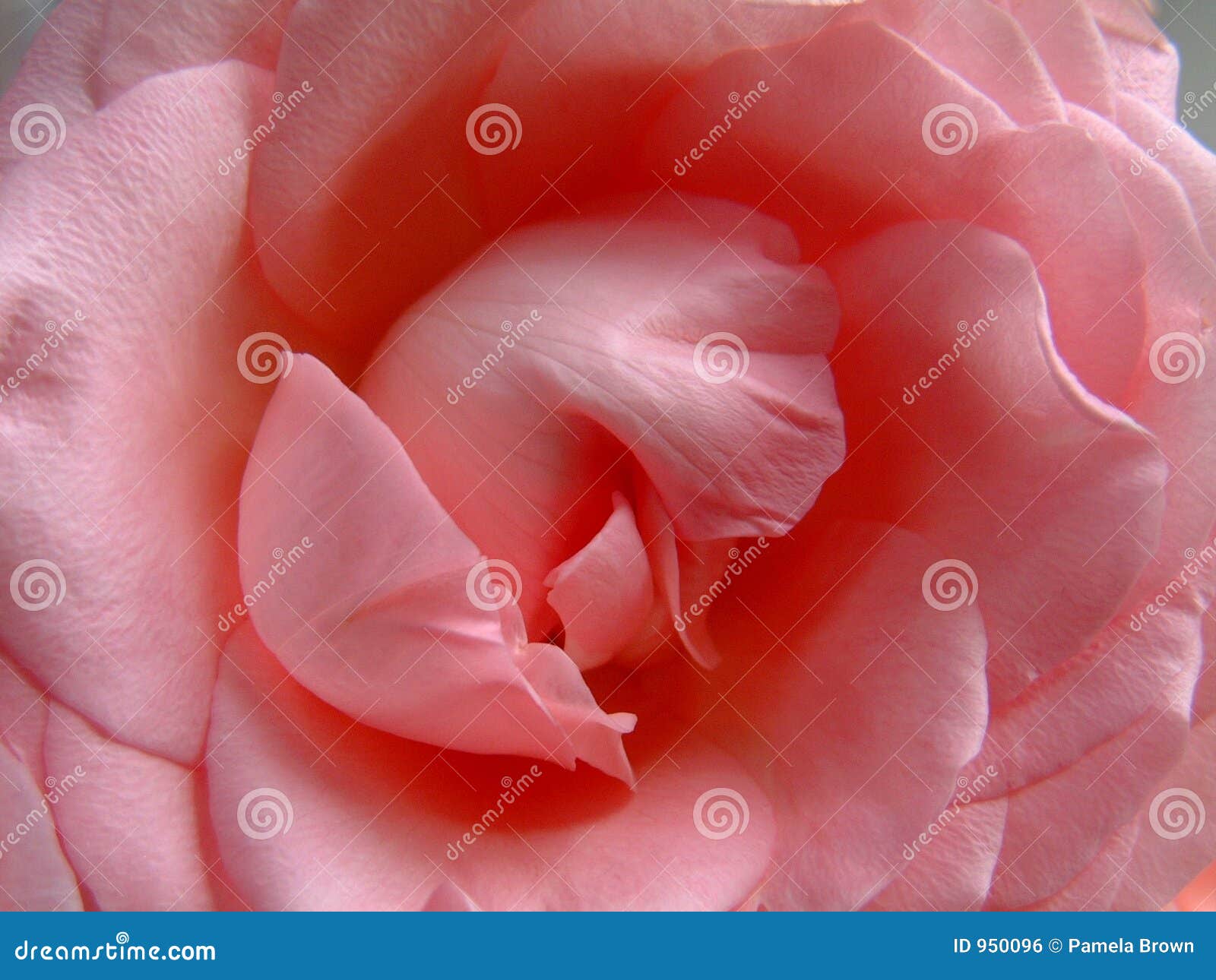 Centre Of A Rose Picture. Image: 950096