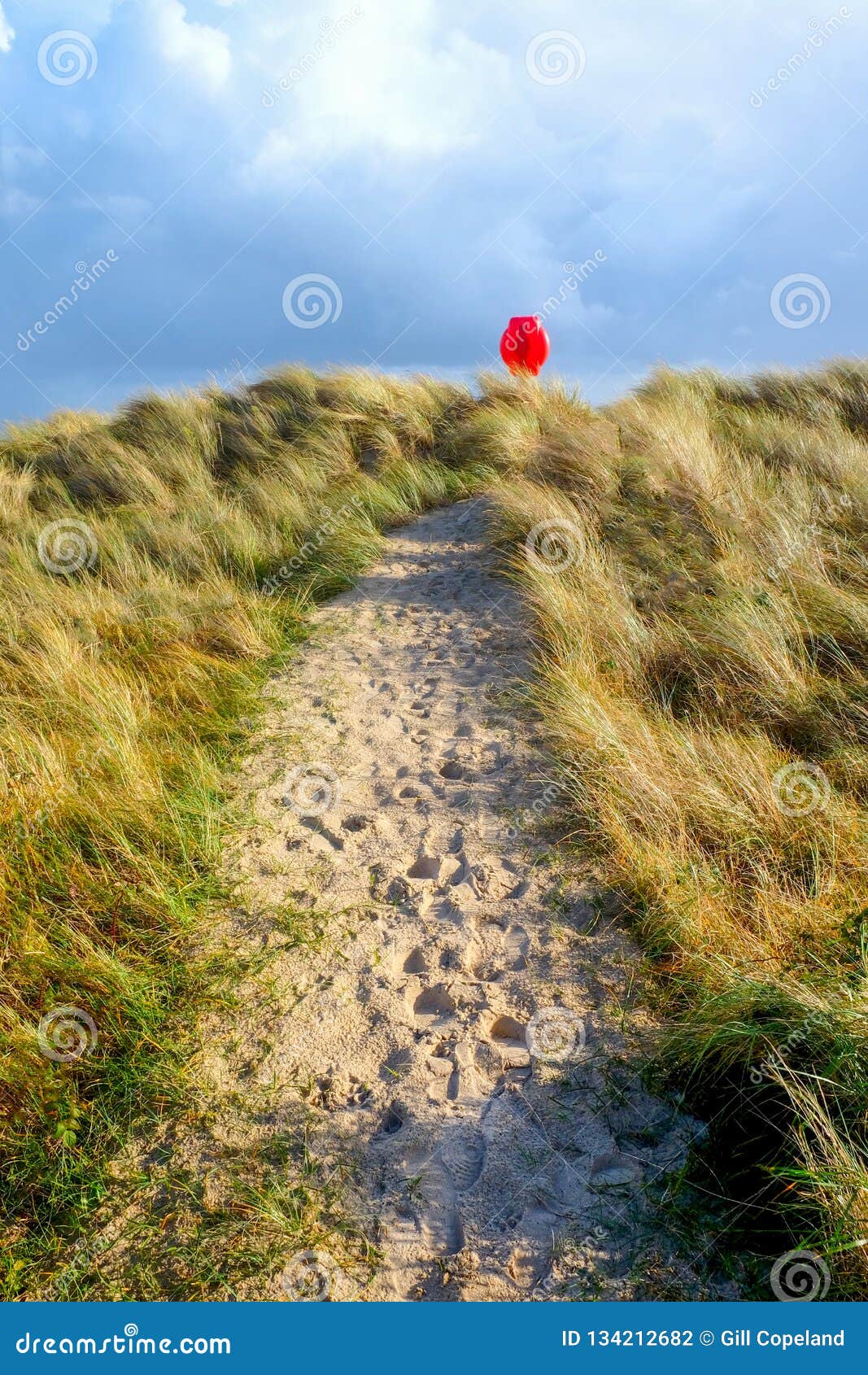 Sandy Pathway Running through Grass Sand Dunes with a Red Life Belt at ...