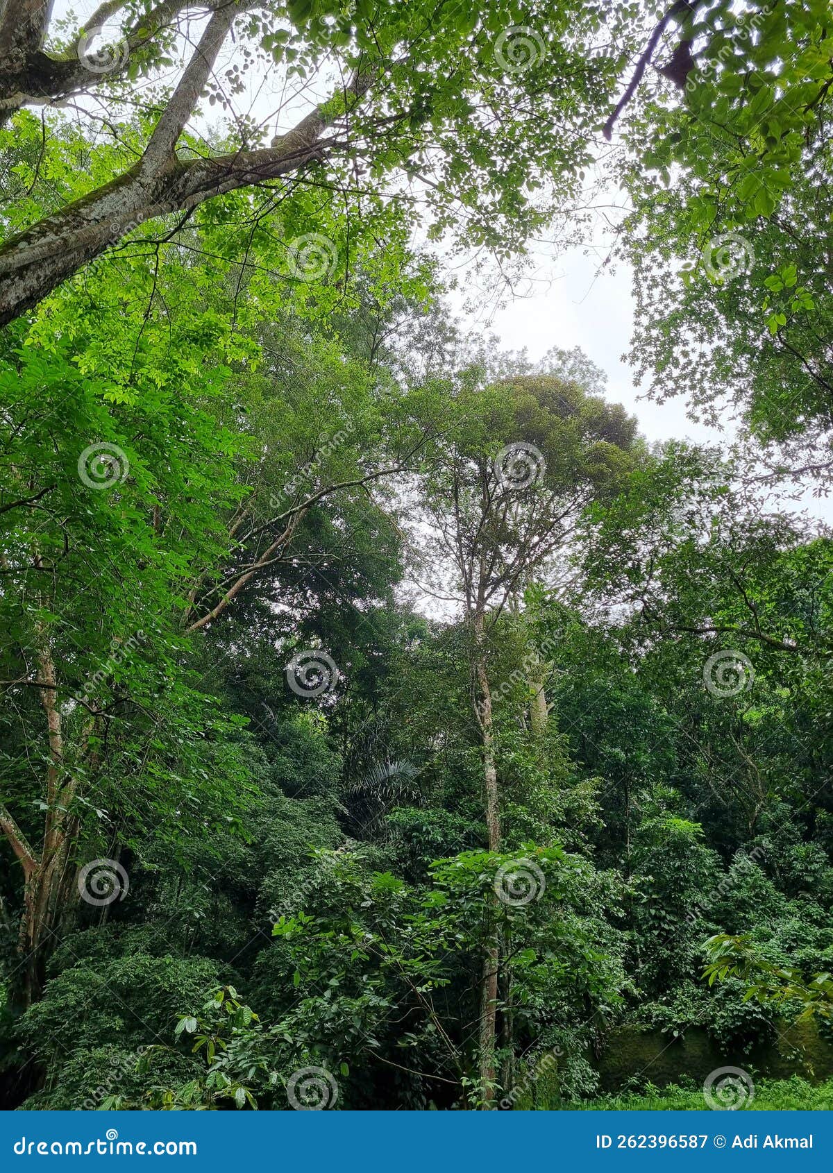 Centre of Tropical Forest in Indonesia Stock Image - Image of branch ...