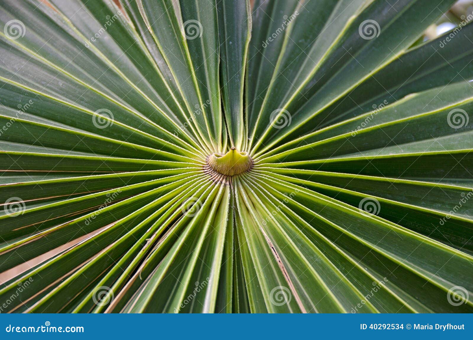 Centro De La Fronda De La Palma Foto de archivo - Imagen de fronda ...