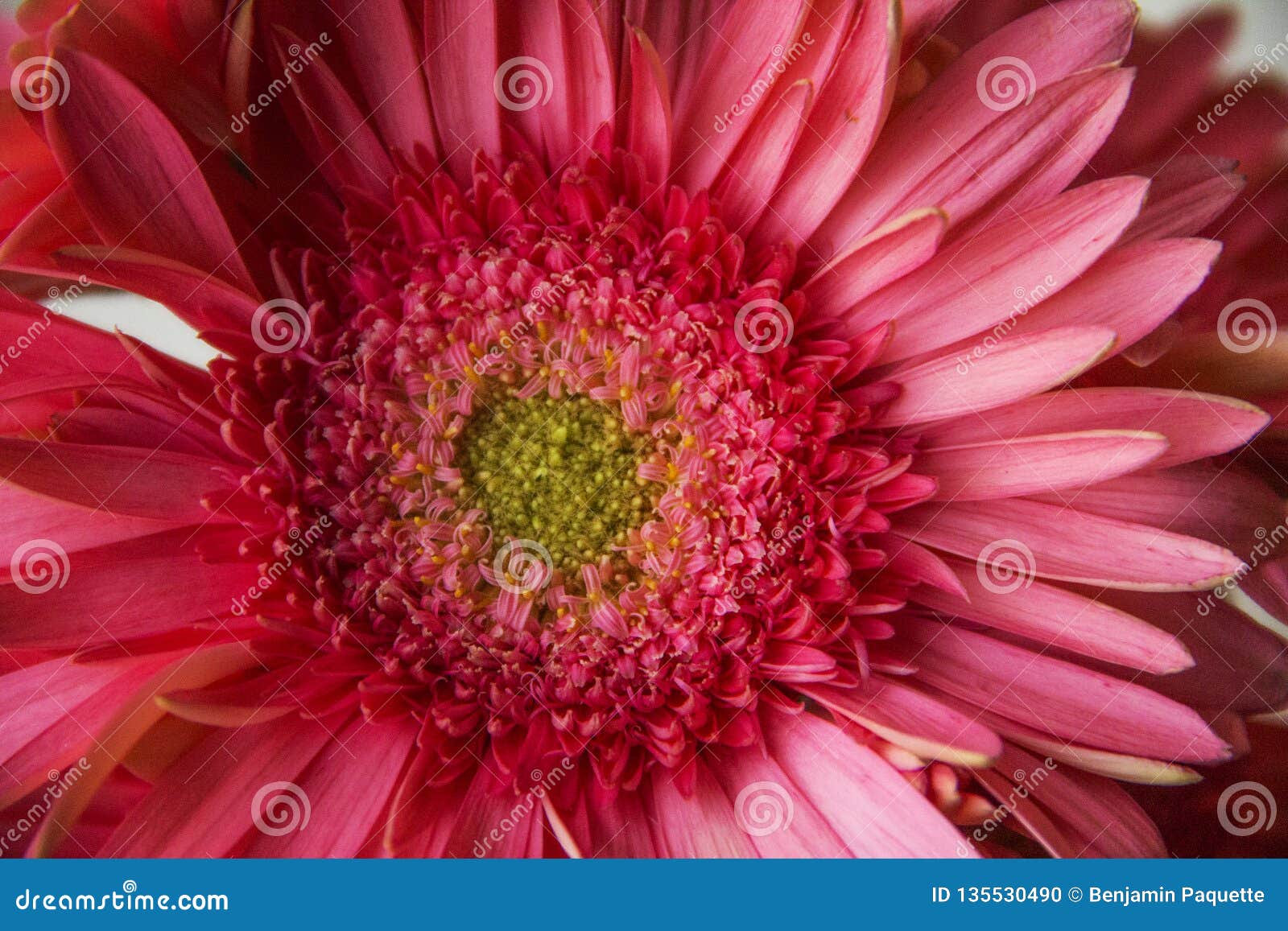 Centro De Uma Margarida Cor-de-rosa Do Gerber Foto de Stock - Imagem de ...