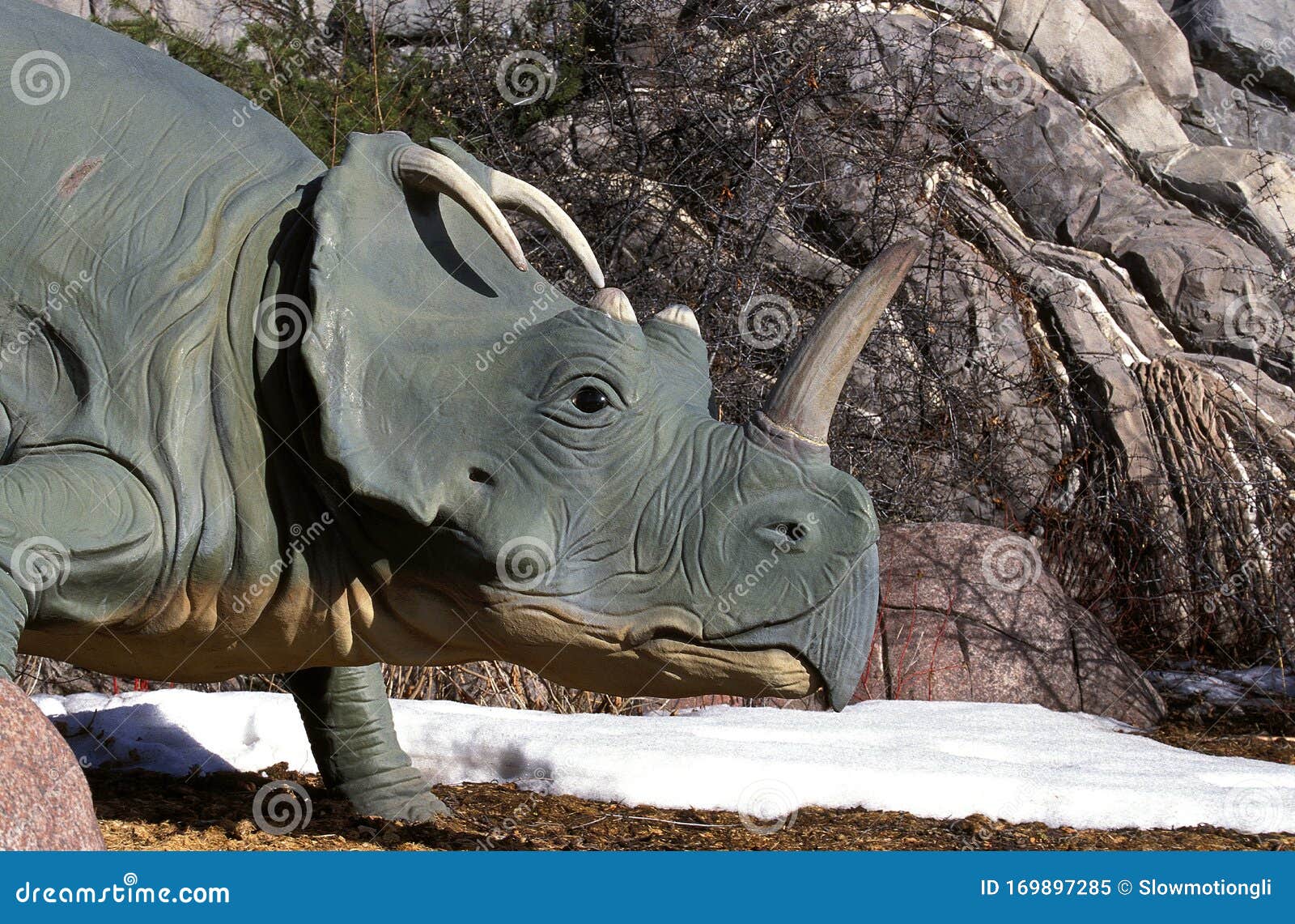 CENTROSAURUS, HERBIVOROUS CERATOPSIAN DINOSAUR FROM THE LATE CRETACEOUS ...
