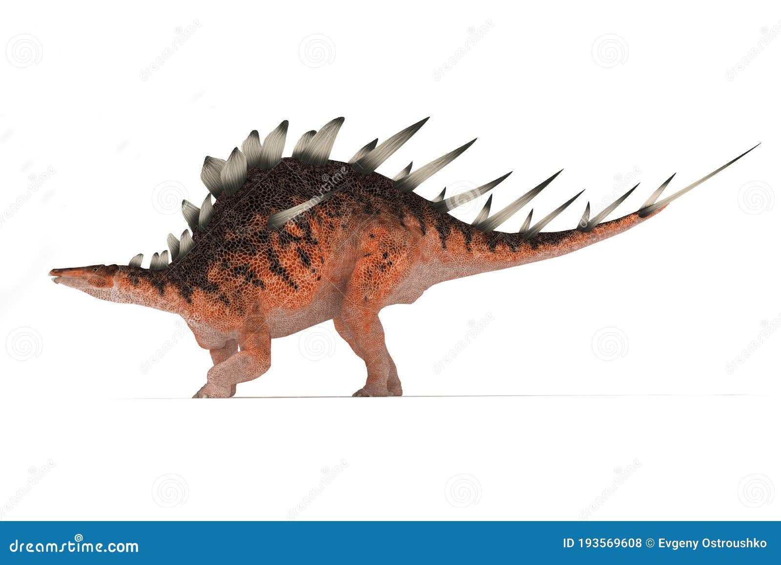 Centrosaurus Set of Angles on a White Background Stock Illustration ...
