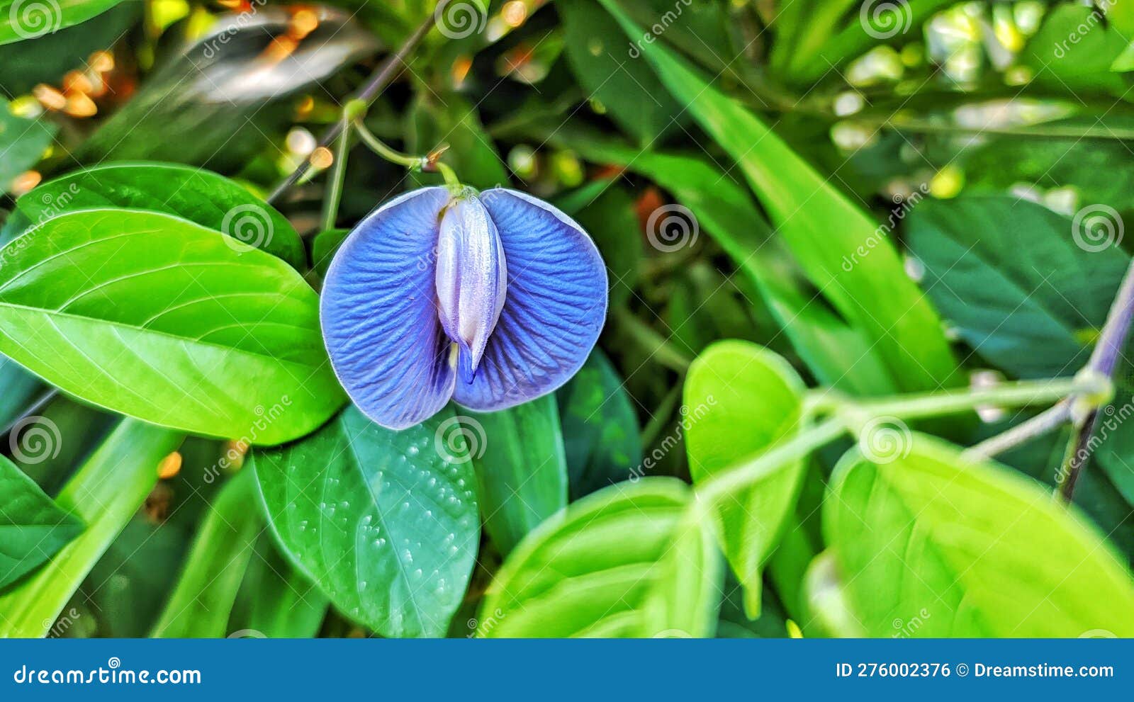 Centrosema Pubescens is a Species of Centrosema Stock Photo - Image of ...