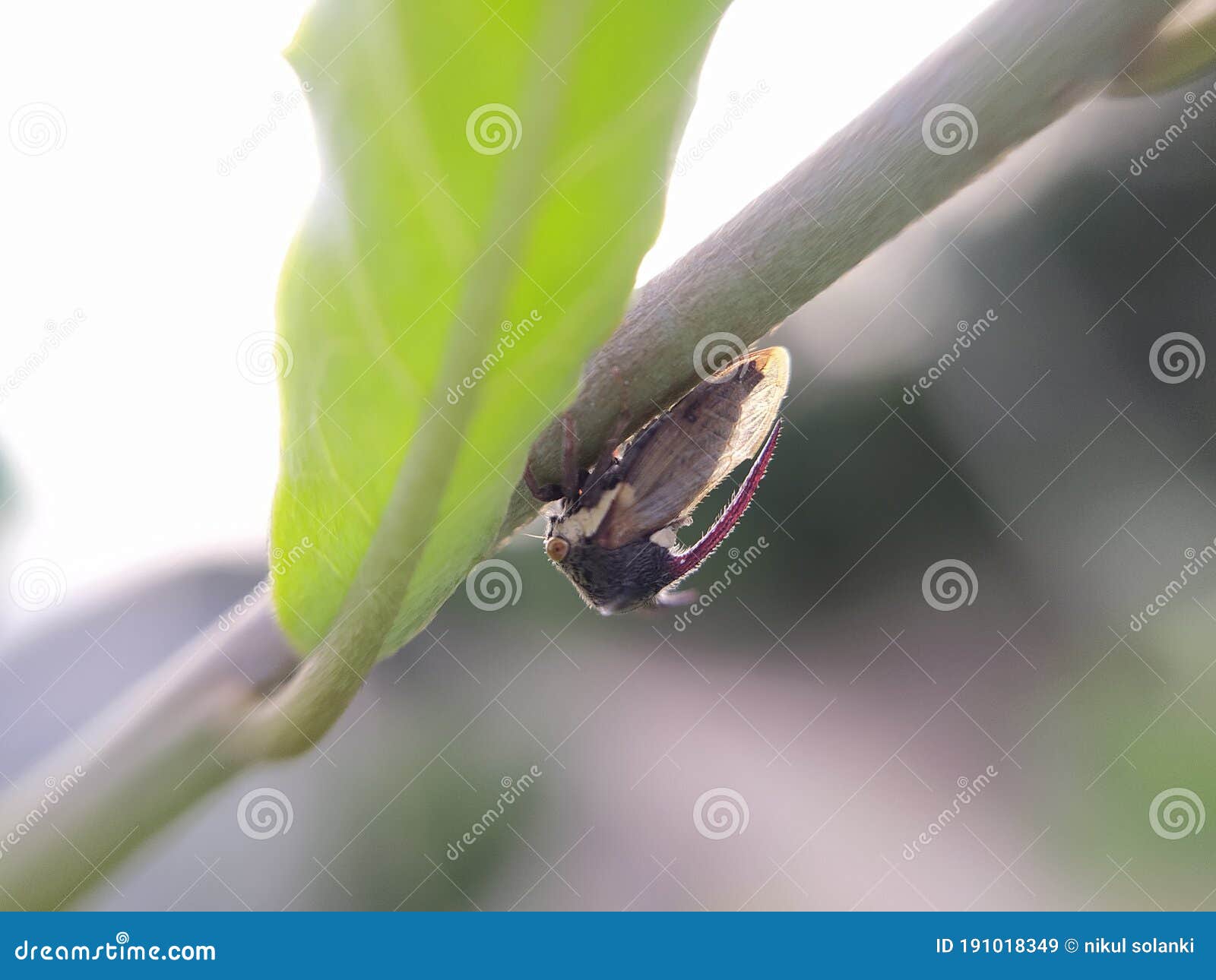 Centrotus Cornutus Insect Micro Image in Indian Village Home Garden ...