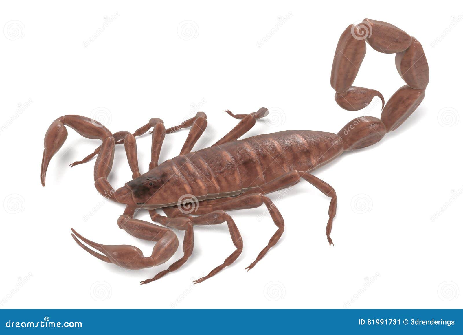 Centruroides vittatus stock illustration. Illustration of sting - 81991731