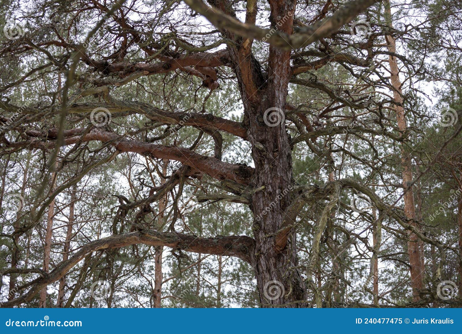 A Centuries Old Big Pine Tree Bottom View Stock Image - Image of grain ...