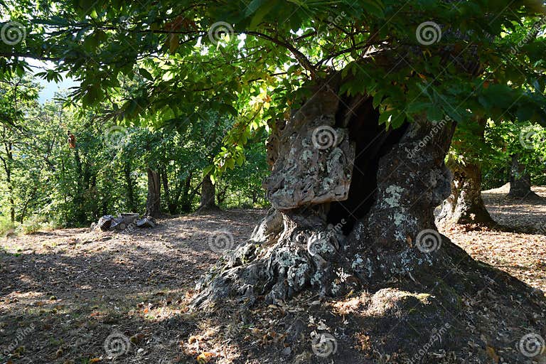 Centuries-old Chestnut Forest. Detail of the Bark of the Chestnut Tree ...
