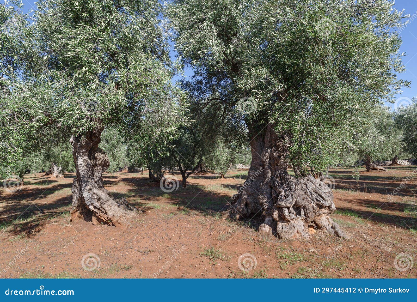 Centuries Old Olive Tree, Puglia, Italy Stock Photo - Image of tree ...