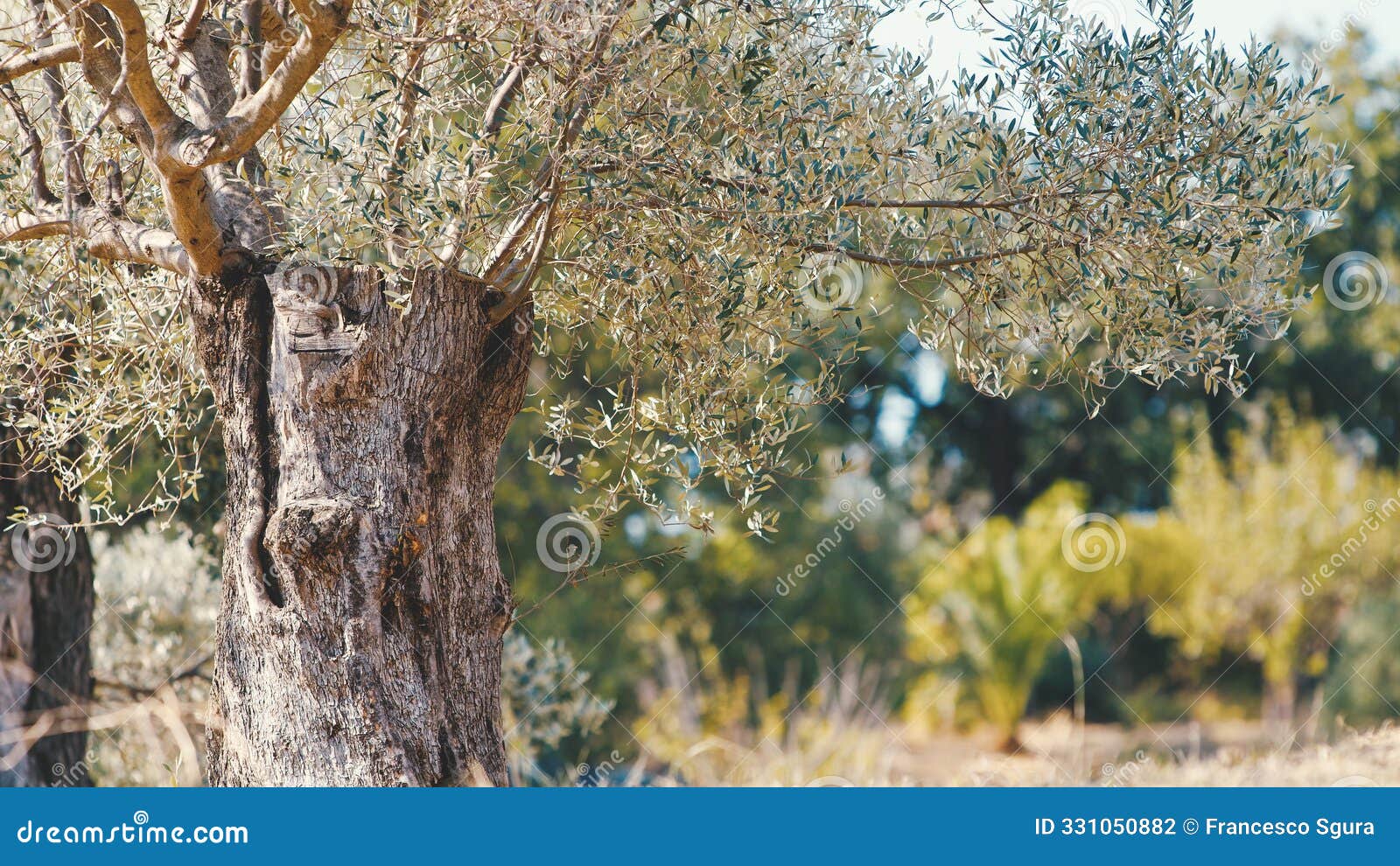 Centuries Old Olive Tree Trunk Stock Photo - Image of field, landscape ...