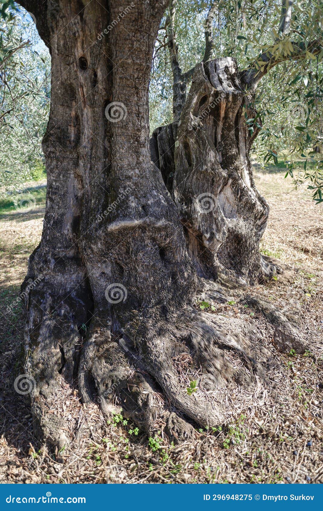 Centuries-old Olive Tree Trunk, Puglia, Italy Stock Image - Image of ...