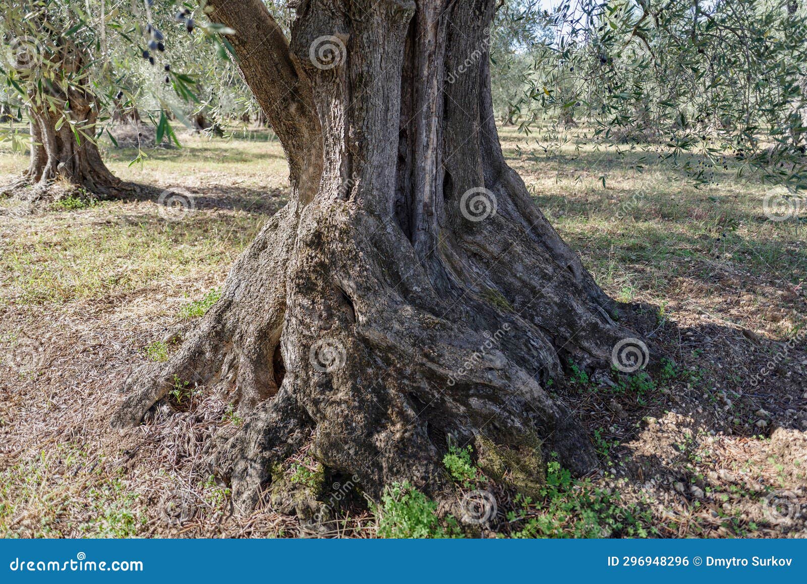 Centuries-old Olive Tree Trunk, Puglia, Italy Stock Photo - Image of ...