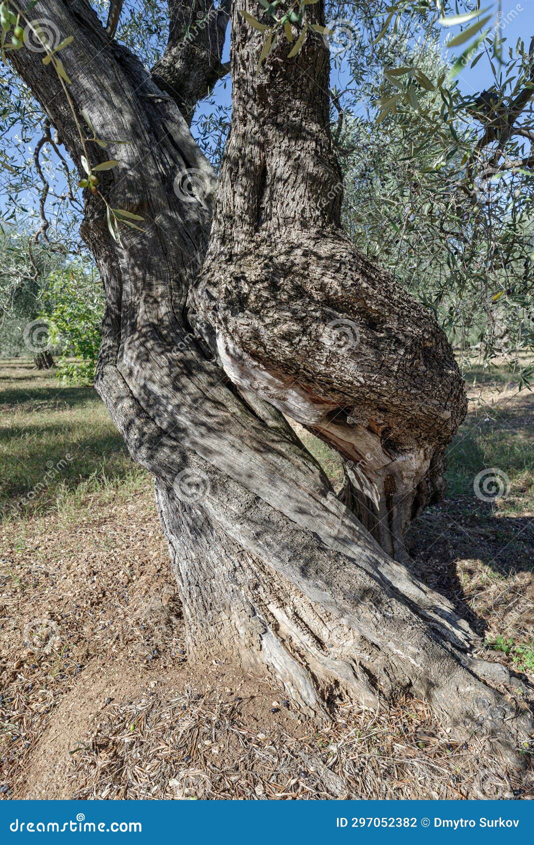 Centuries-old Olive Tree Trunk, Puglia, Italy Stock Photo - Image of ...