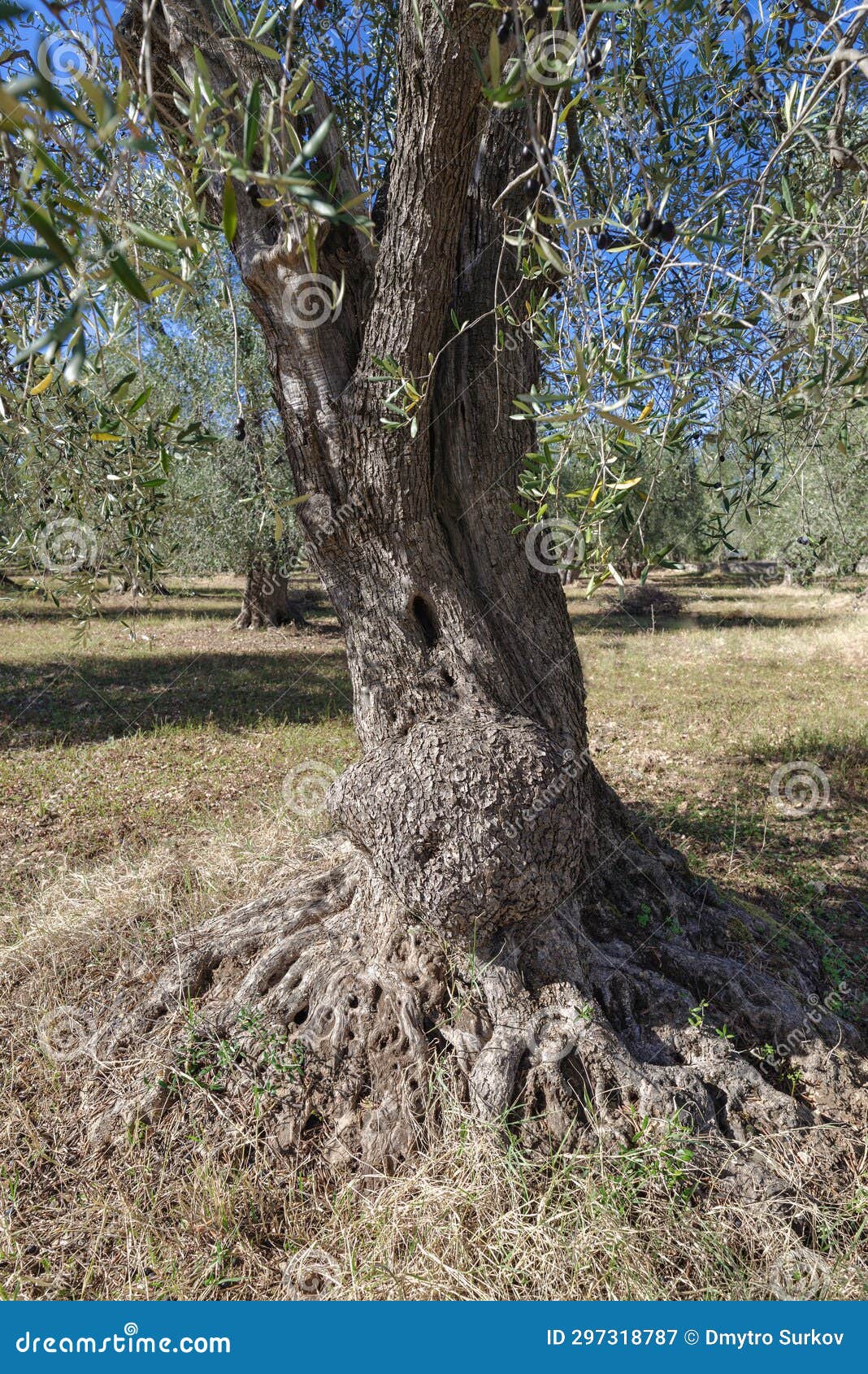Centuries-old Olive Tree Trunk, Puglia, Italy Stock Image - Image of ...