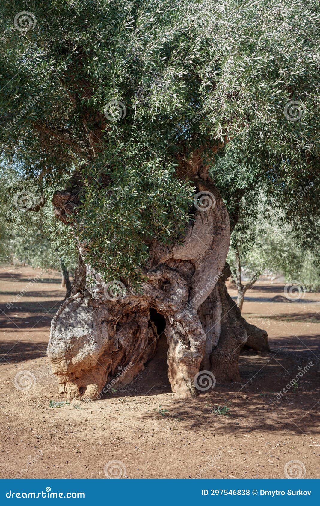 Centuries-old Olive Tree Trunk, Puglia, Italy Stock Photo - Image of ...