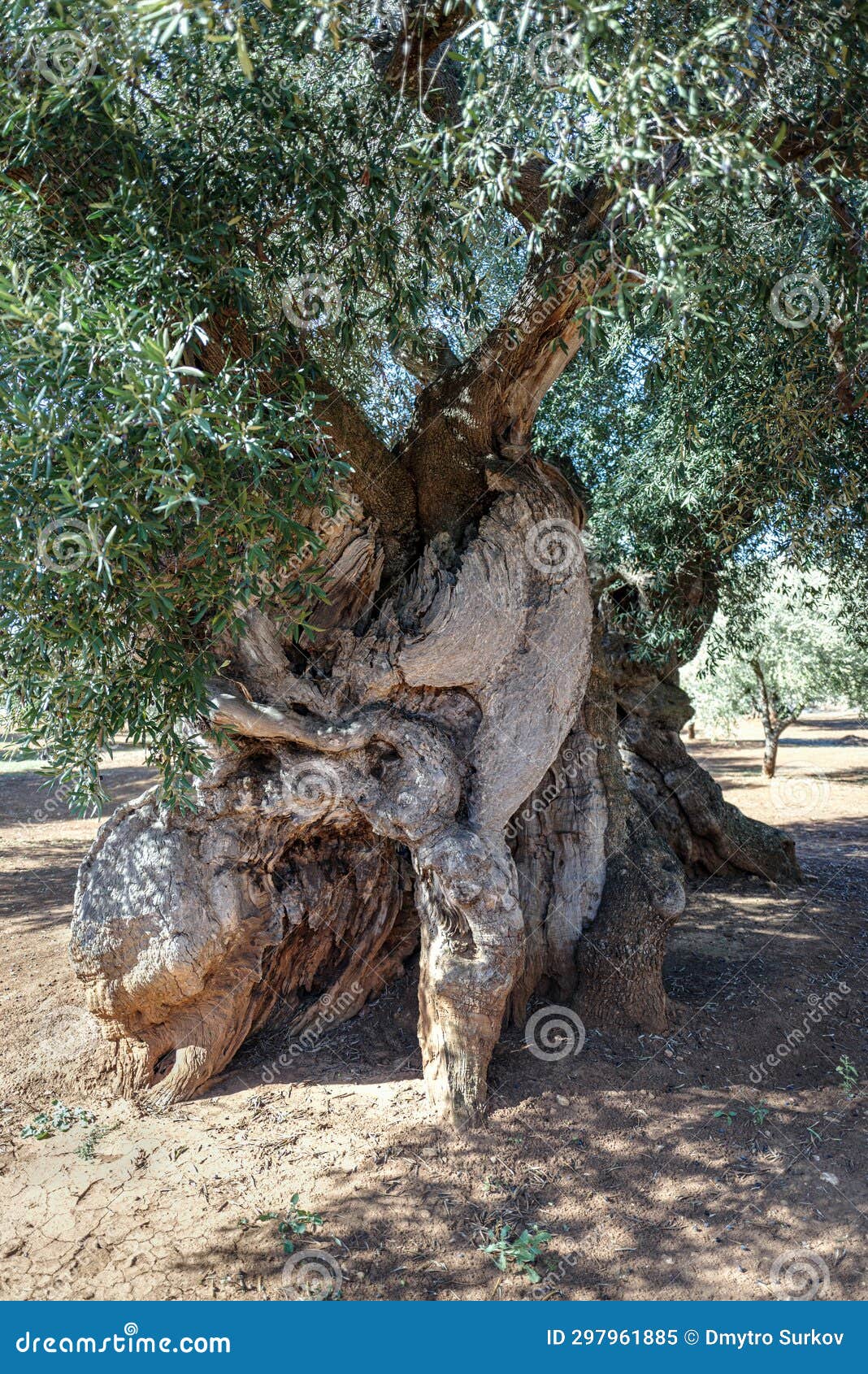 Centuries-old Olive Tree Trunk, Puglia, Italy Stock Image - Image of ...