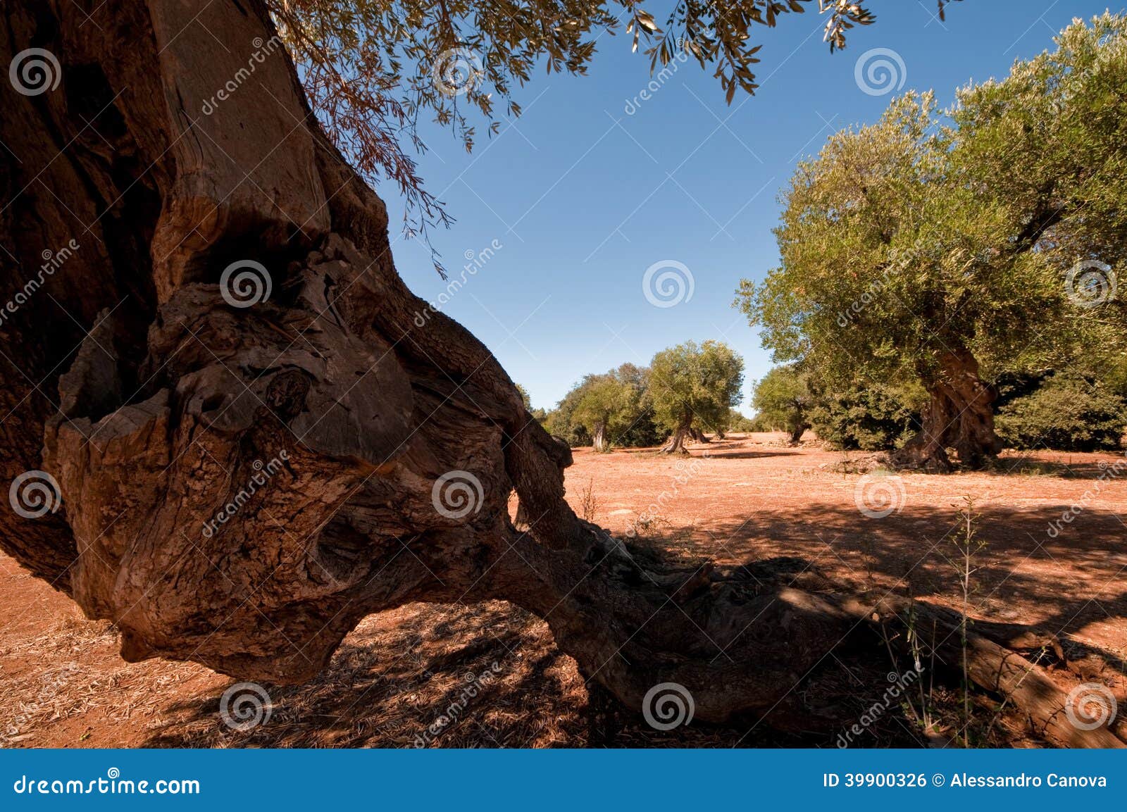 Centuries old olive trees stock photo. Image of vegetation - 39900326