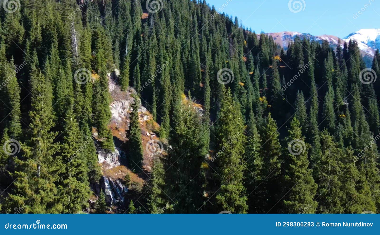 Centuries-old Spruce Trees on a Slope High in the Mountains Stock Video ...