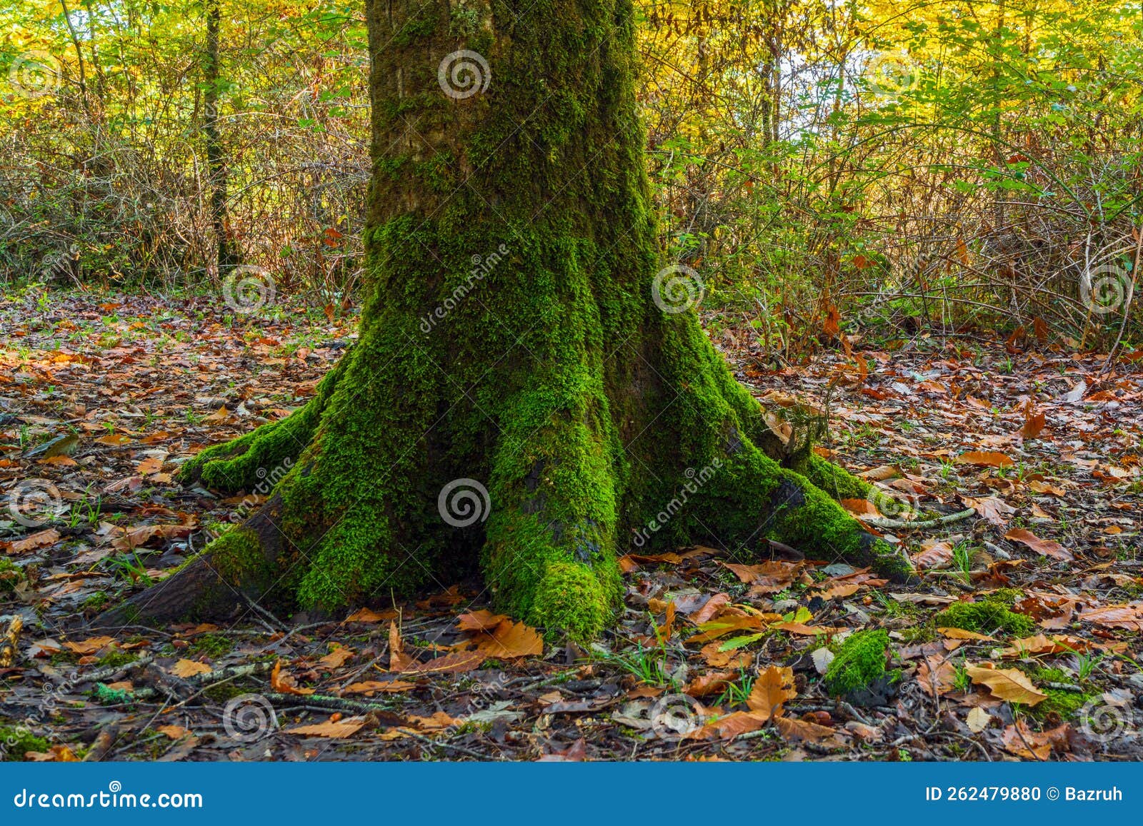 Centuries Big Old Trees in a Colorful Autumn Forest Covered with Moss ...