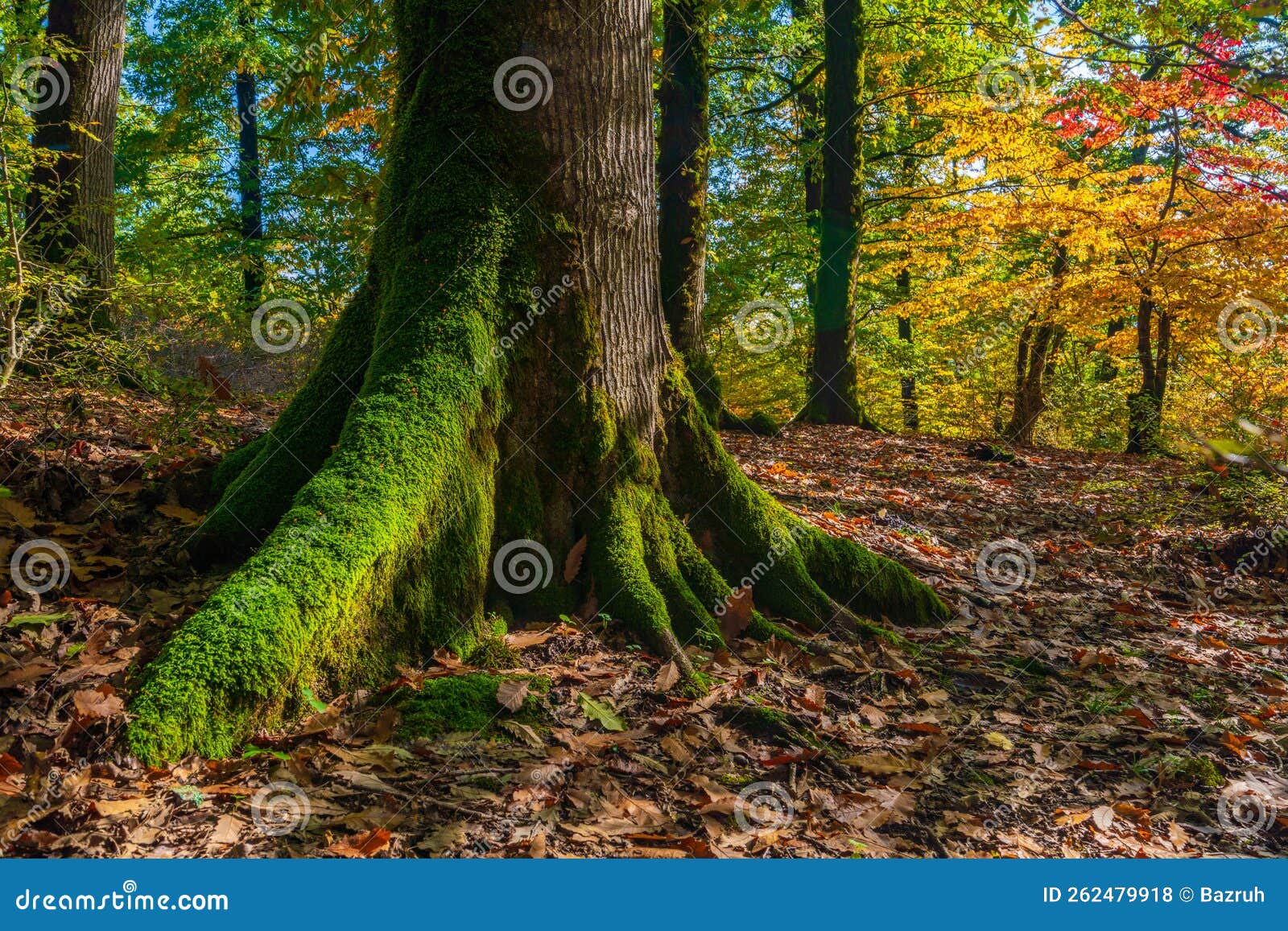 Centuries Old Big Trees in a Colorful Autumn Forest Covered with Moss ...