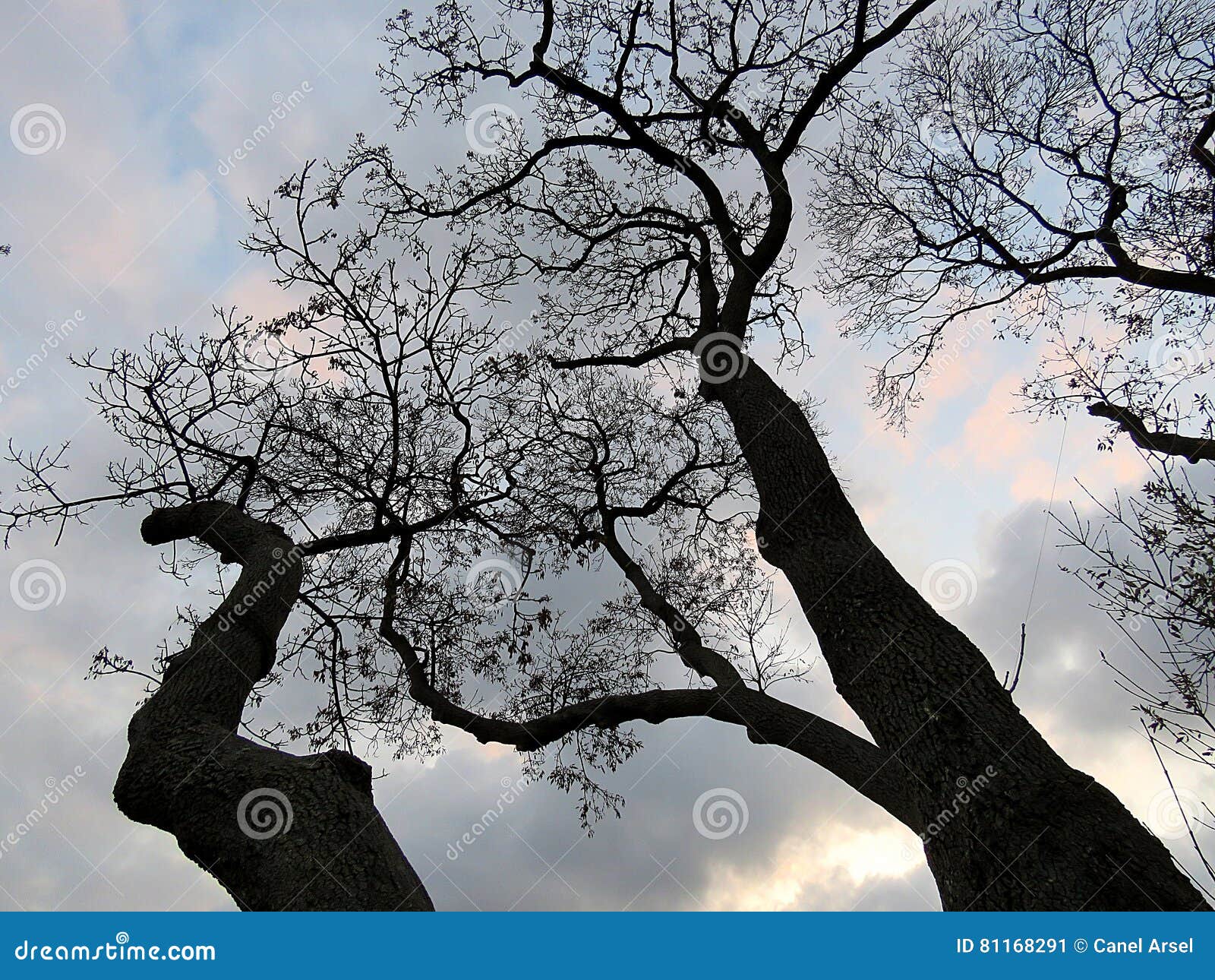 Centuries-old trees stock image. Image of quiet, leaves - 81168291