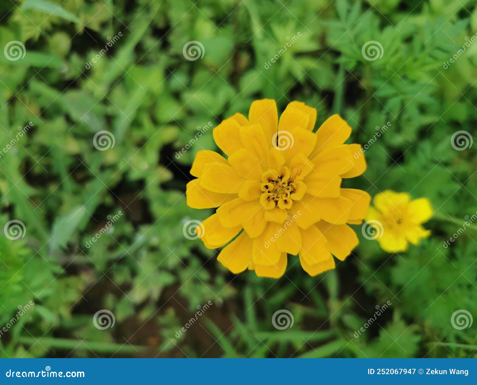 Centurion in summer stock image. Image of produce, plant - 252067947