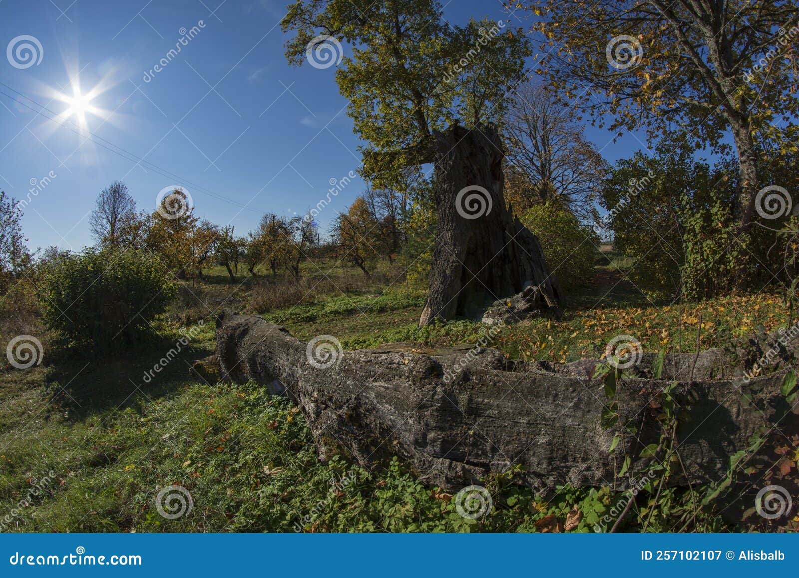 Century-old Broken Oak Tree, Lithuania Stock Image - Image of fall ...