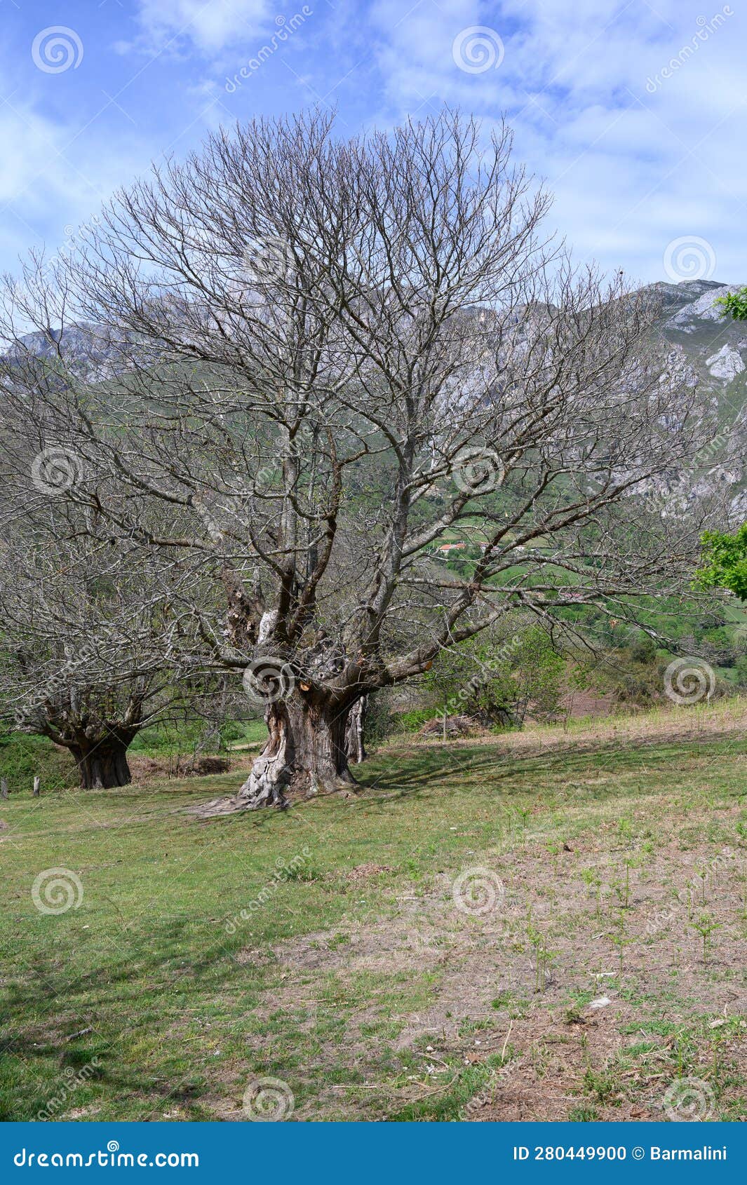 Century-old Chestnut Tree Trunks Growing on Slopes of Canrabrian ...