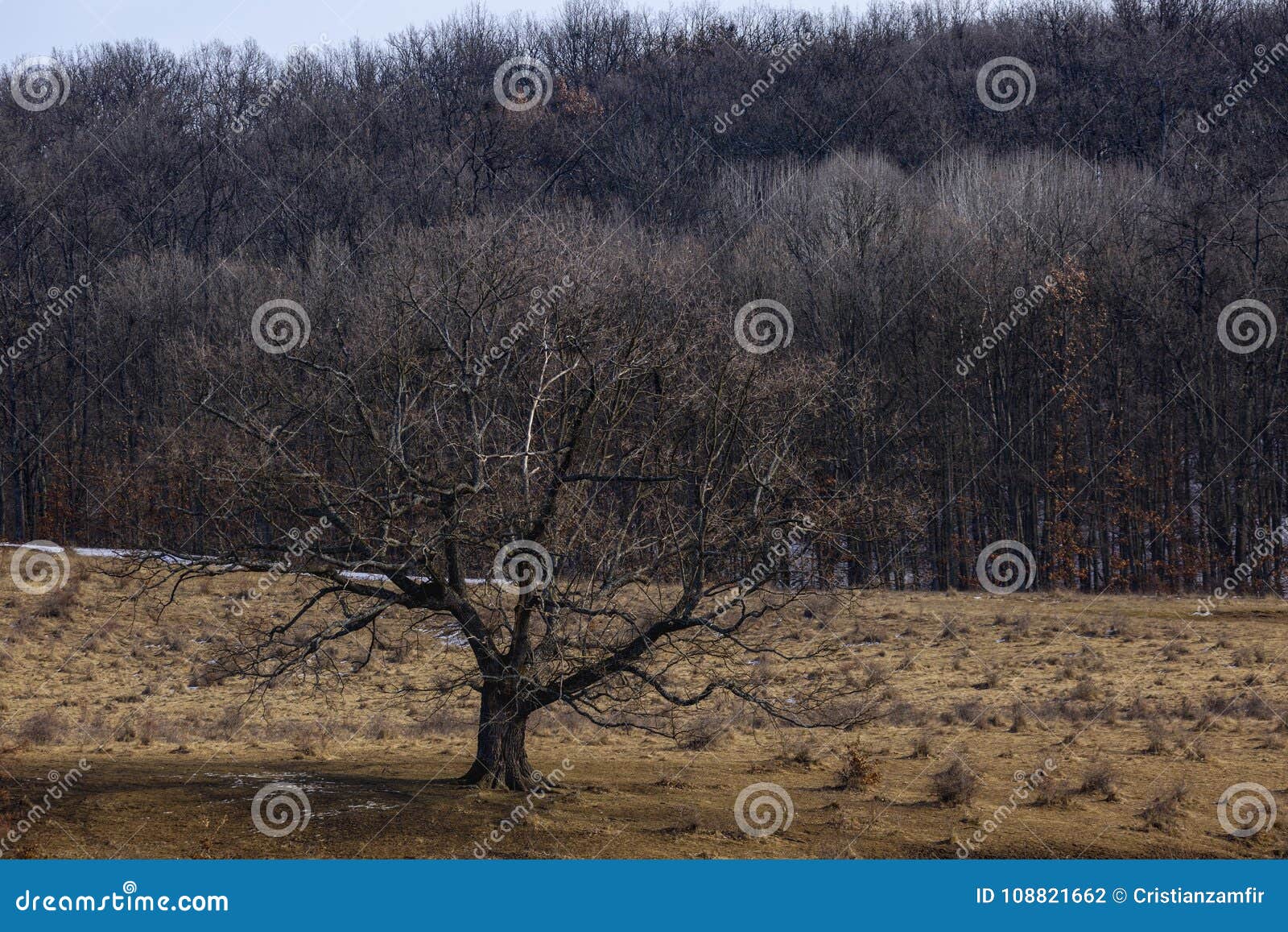 Century old oak tree stock photo. Image of solitude - 108821662