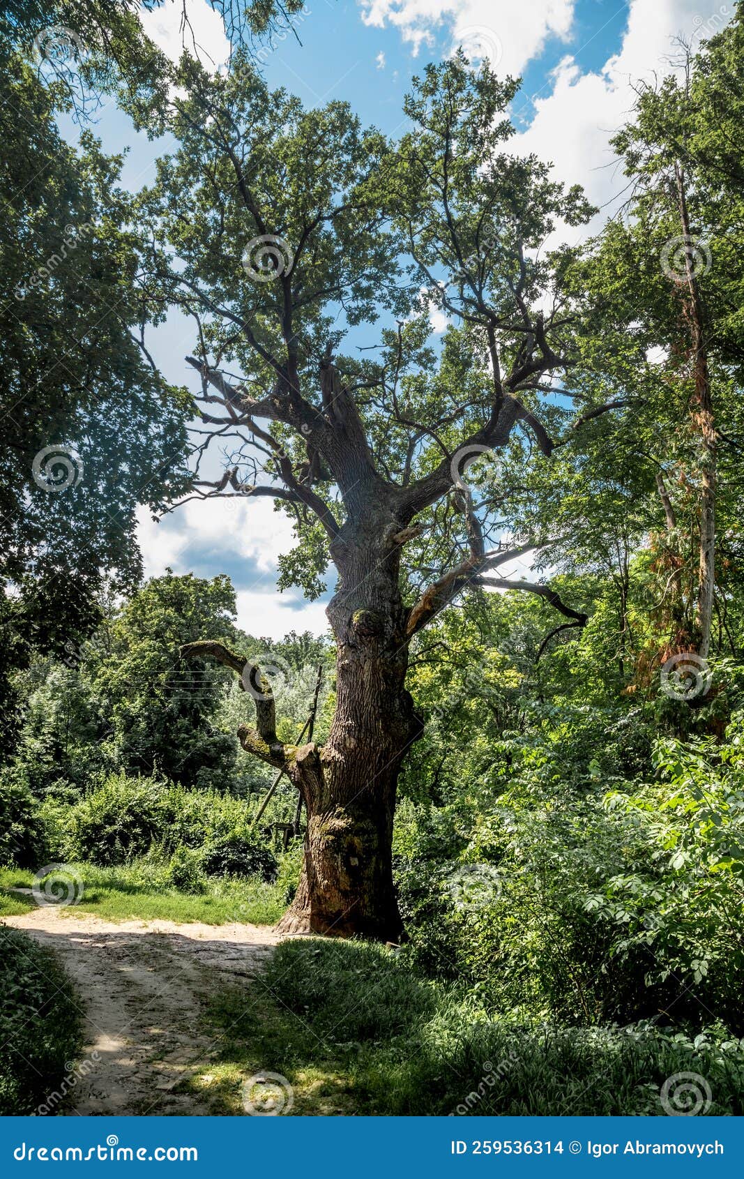 Centuries-old Oak in the Forest Park Stock Photo - Image of botanical ...